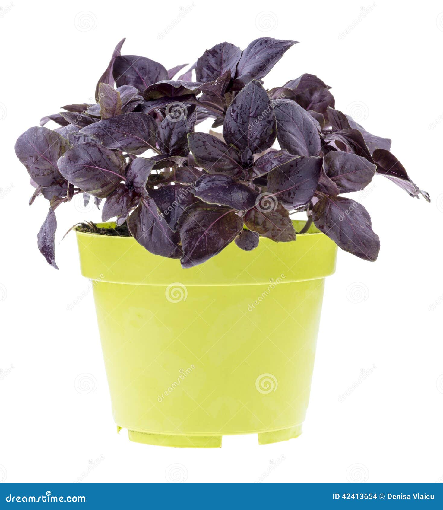Red rubin basil in a pot stock photo. Image of healthy - 42413654
