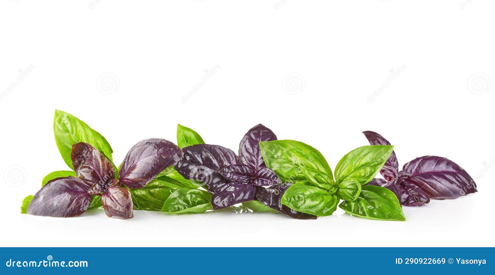 Red Rubin and Green Basil Herb Leaves Isolated Stock Image - Image of ...