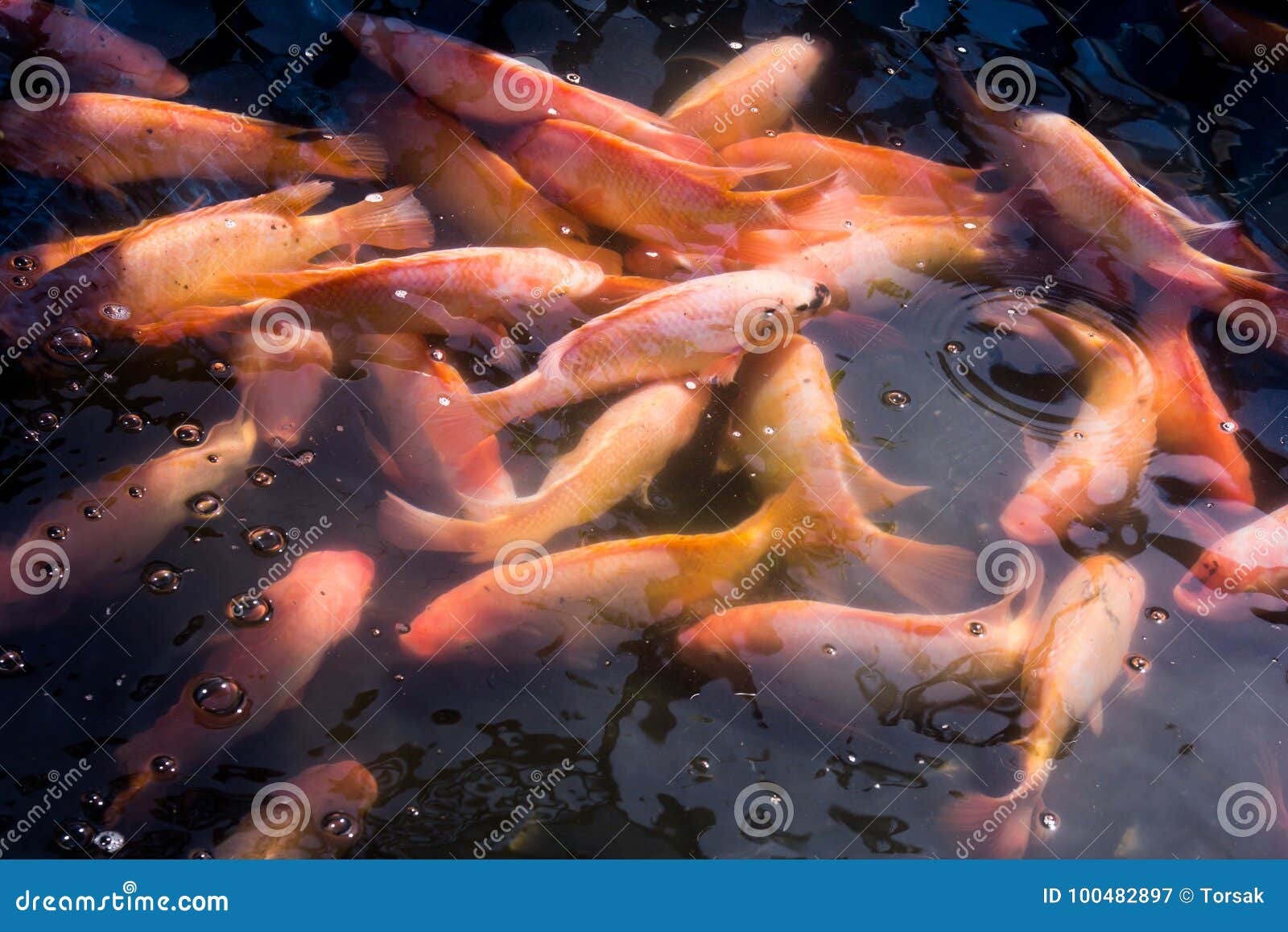 Red ruby fish stock image. Image of background, ruby - 100482897