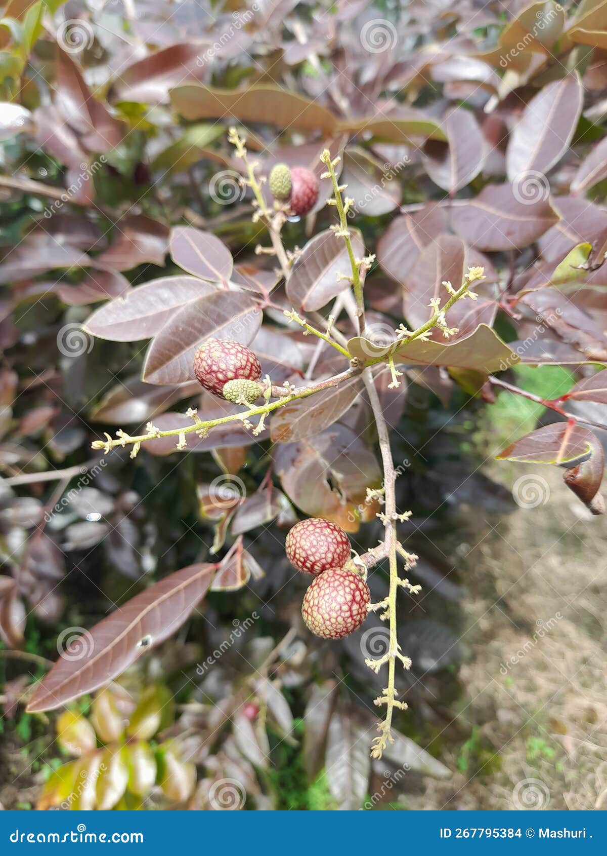 Red Ruby Longan Fruit, is a Type of Longan that is Rare, Unique, and ...