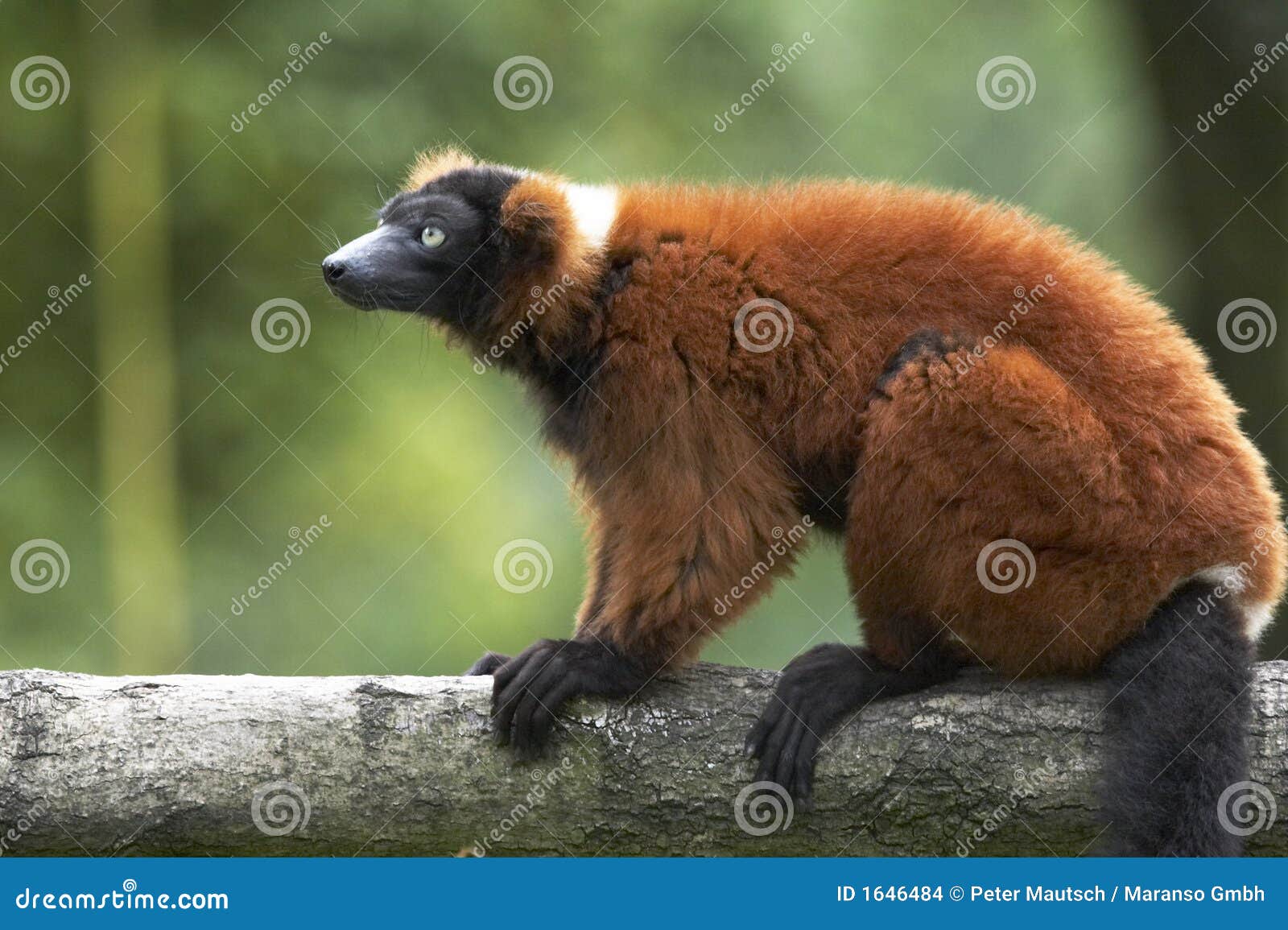 Red Ruffed Lemur stock photo. Image of legs, climbing - 1646484