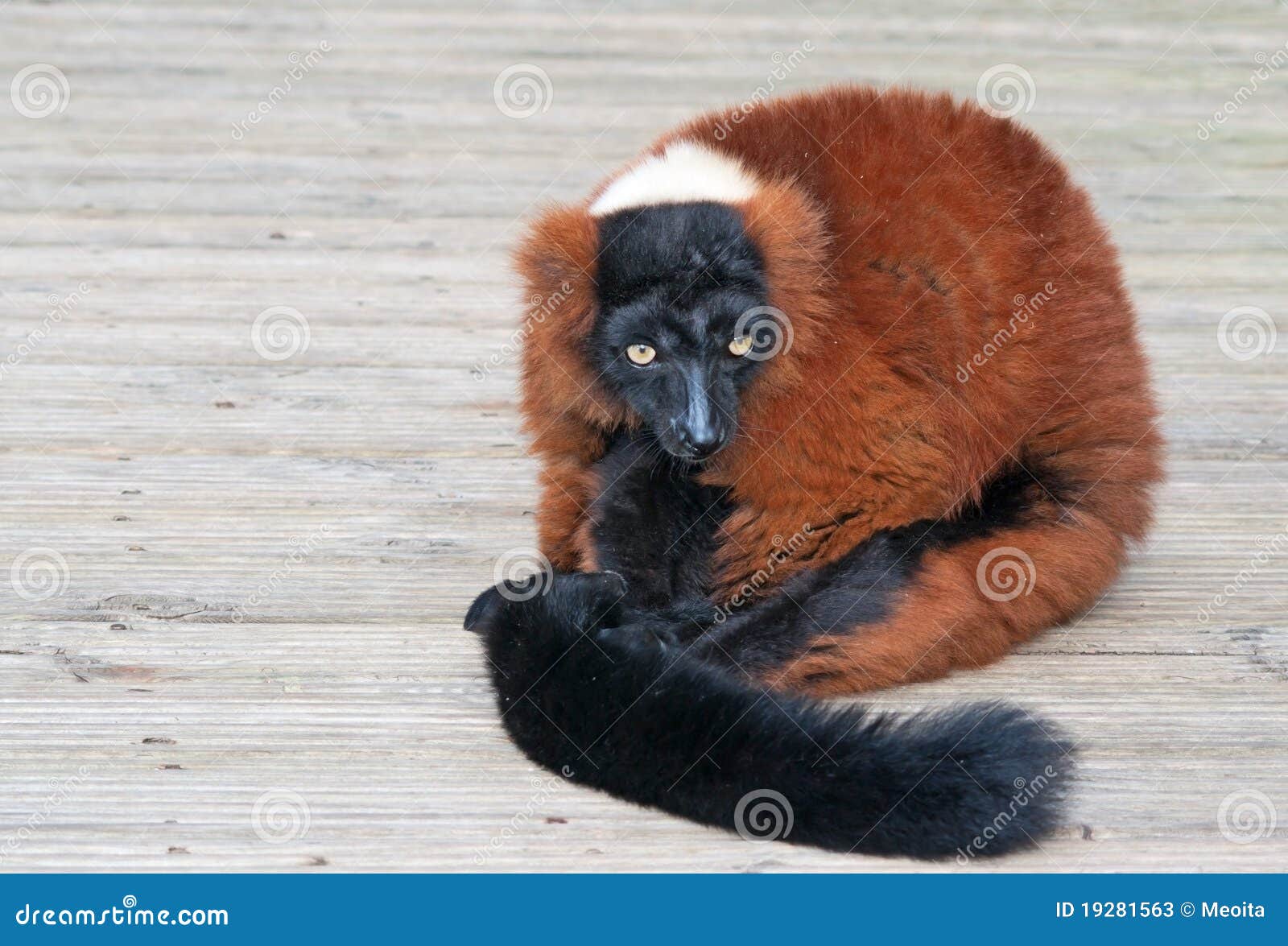 Red ruffed lemur stock image. Image of dense, look, floor - 19281563