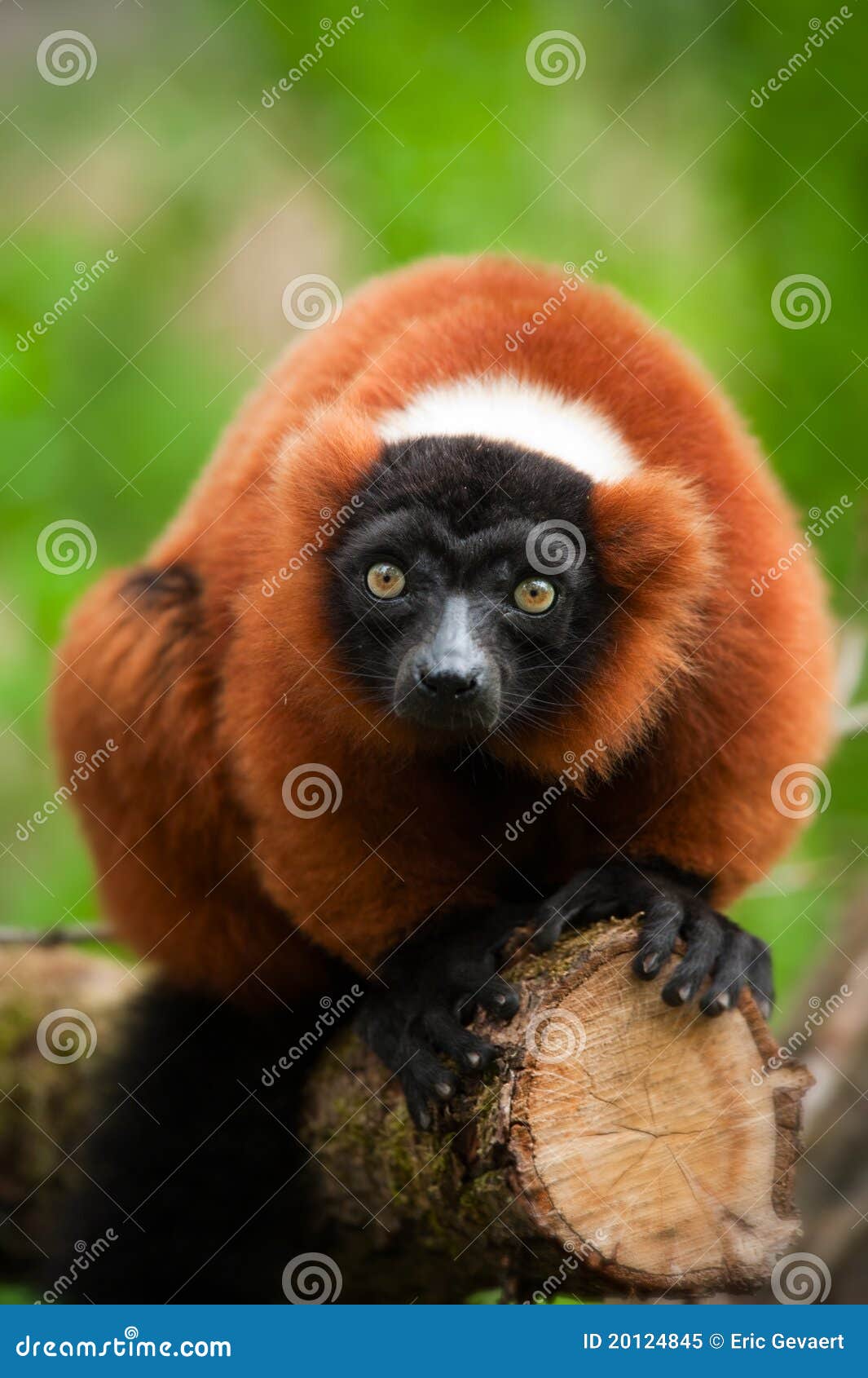 Red ruffed lemur stock image. Image of exotic, rainforest - 20124845