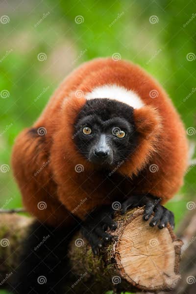 Red ruffed lemur stock image. Image of exotic, rainforest - 20124845
