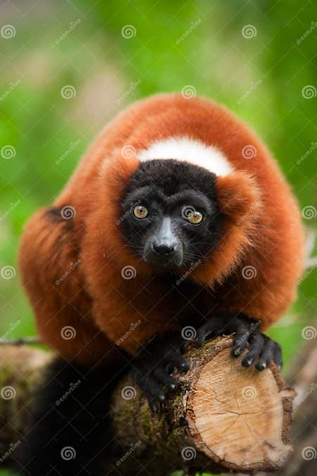 Red ruffed lemur stock image. Image of exotic, rainforest - 20124845