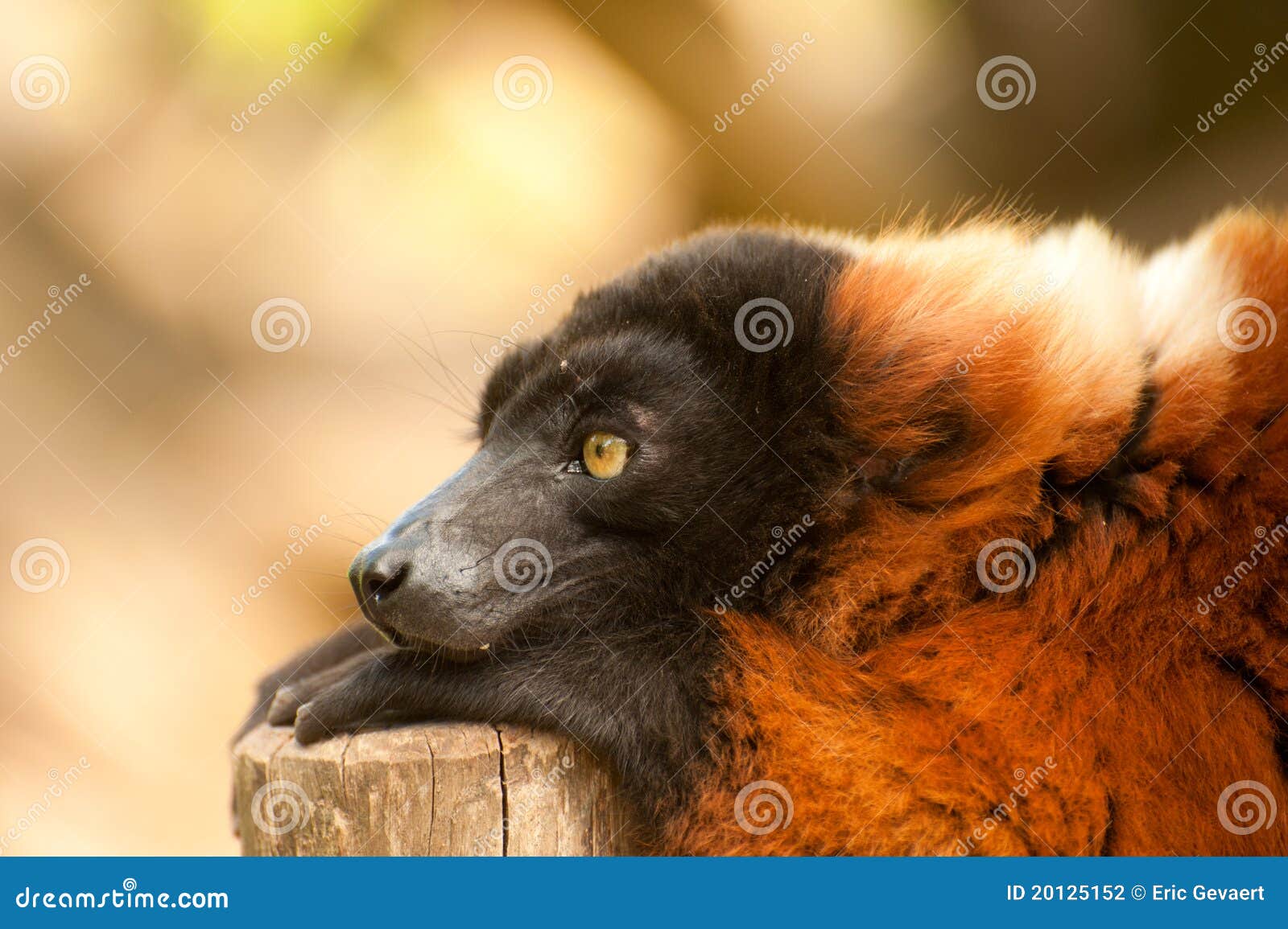 Red ruffed lemur stock photo. Image of vari, animals - 20125152