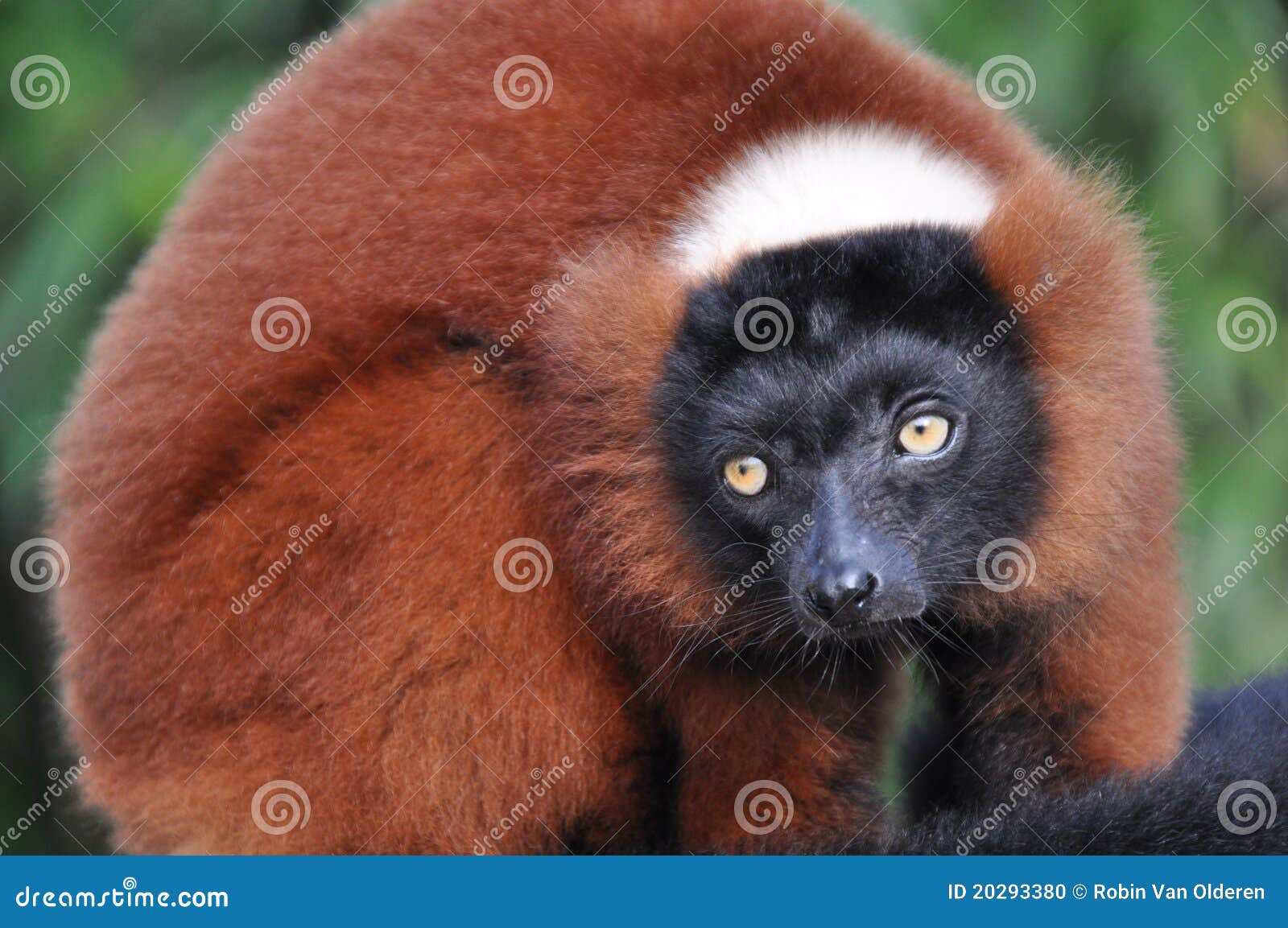 Red ruffed lemur stock photo. Image of closeup, wildlife - 20293380