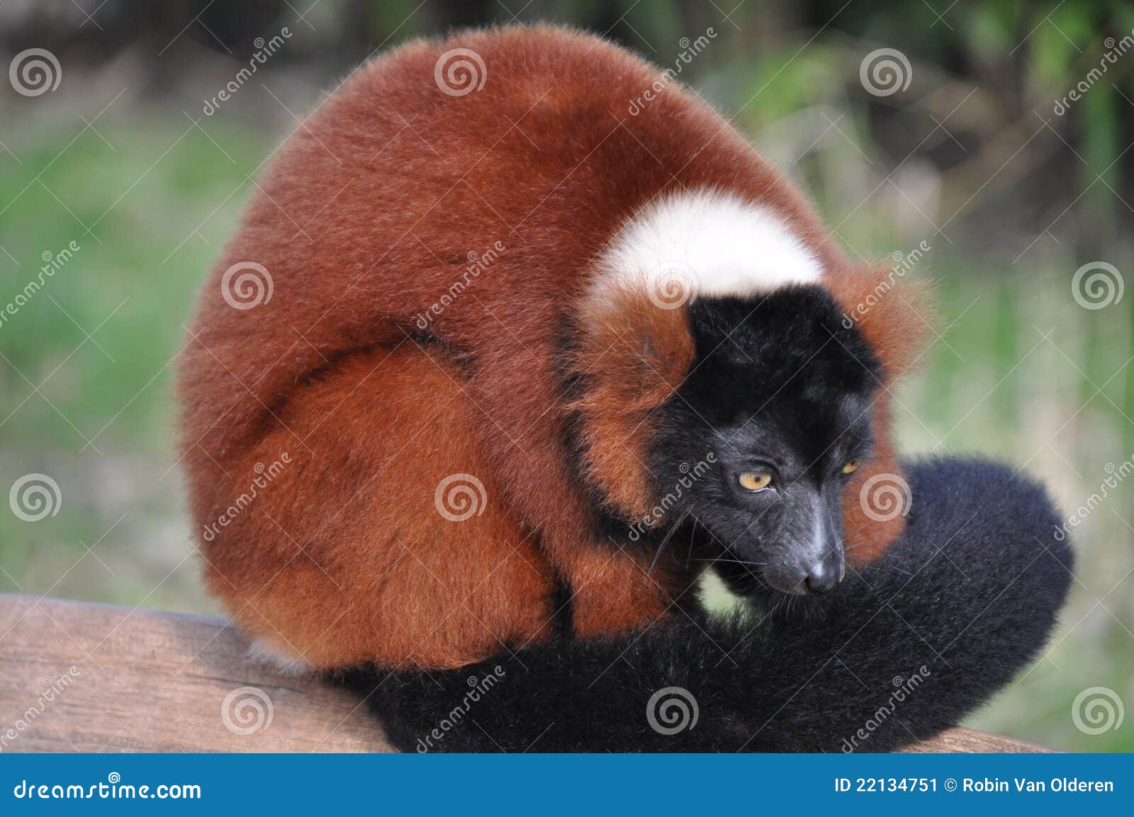 Red ruffed lemur stock image. Image of exotic, black - 22134751