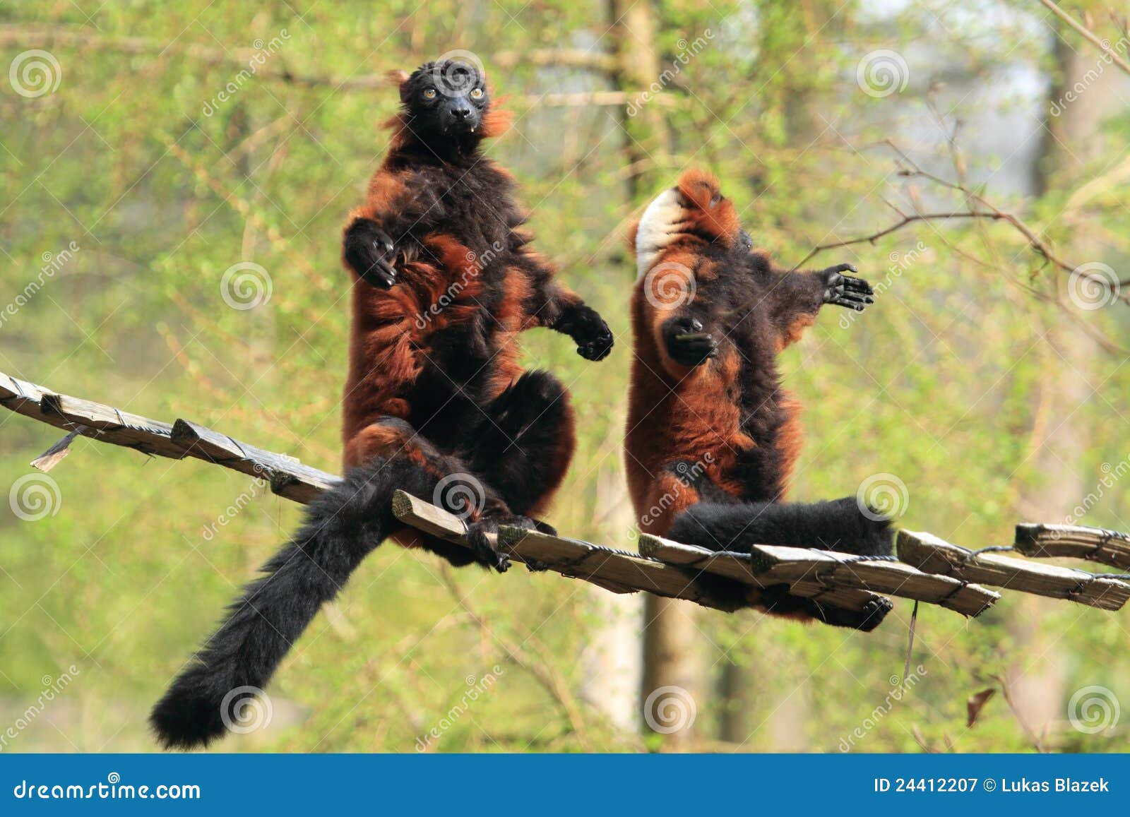 Red ruffed lemur stock image. Image of nature, ruffed - 24412207