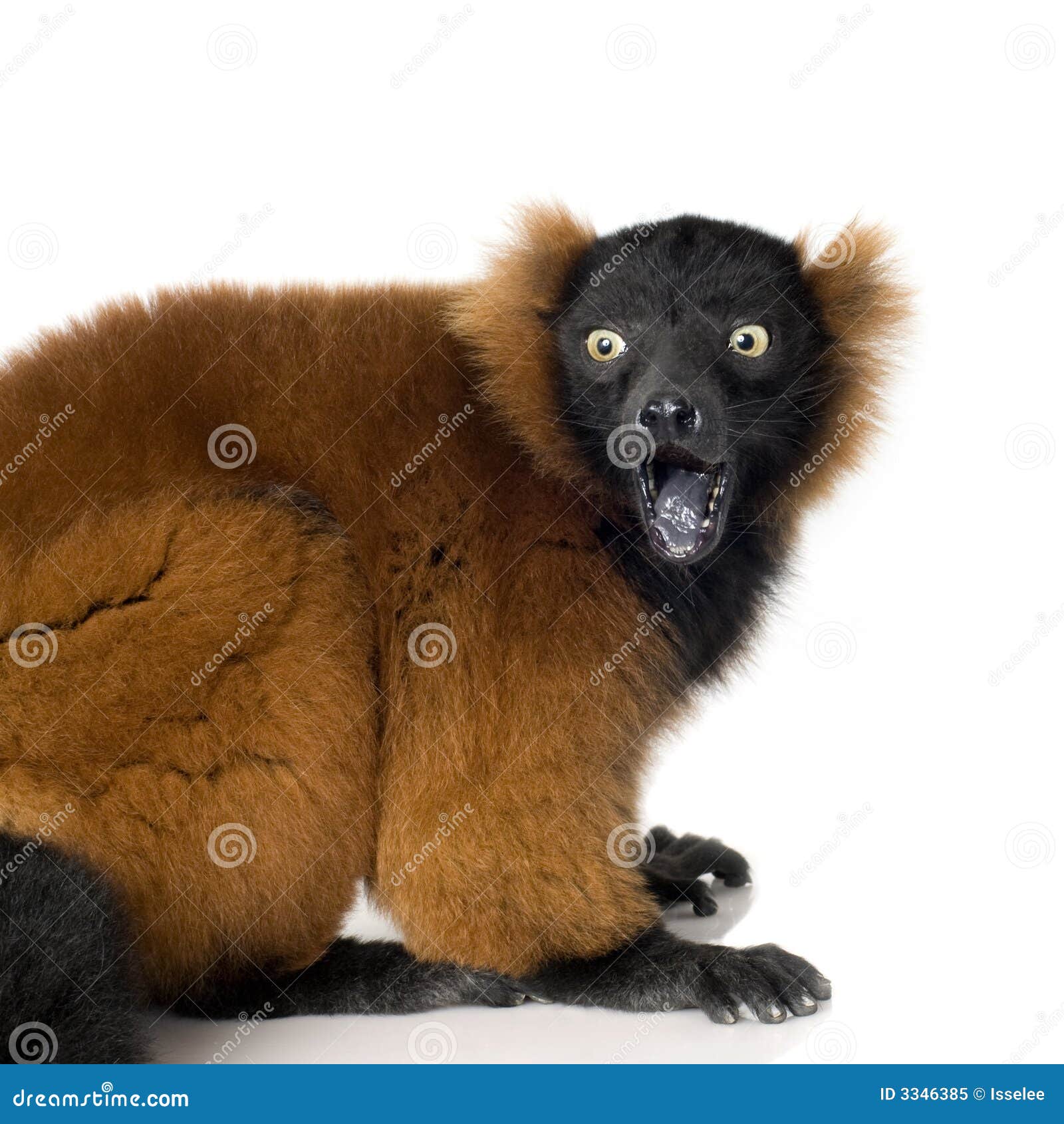 Red Ruffed Lemur (Varecia Rubra) Sunbathing On A Tree Branch Royalty ...