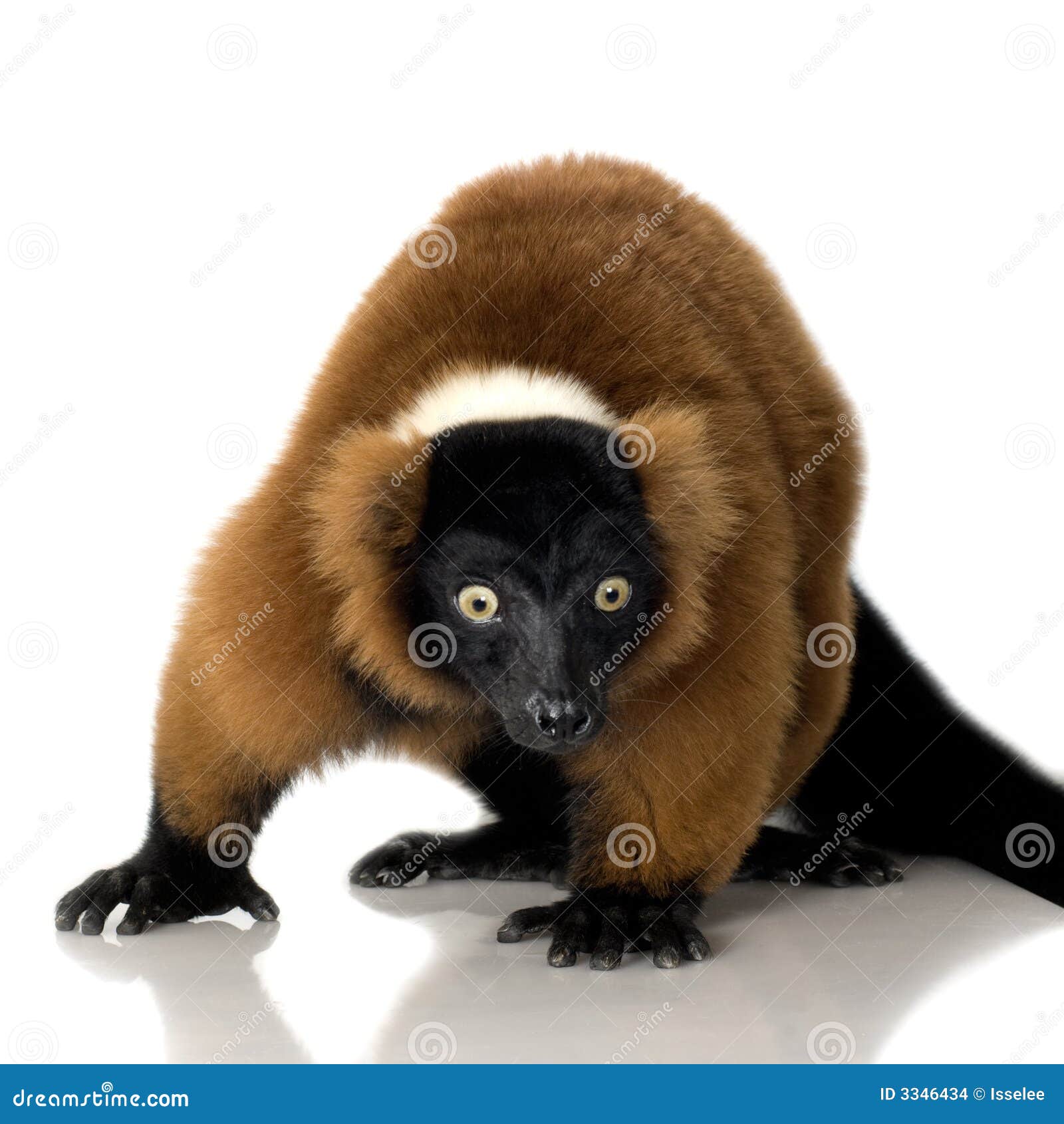 Red Ruffed Lemur stock photo. Image of background, ruffed - 3346434