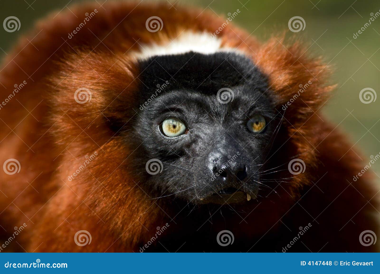 Red ruffed lemur stock photo. Image of varencia, primate - 4147448