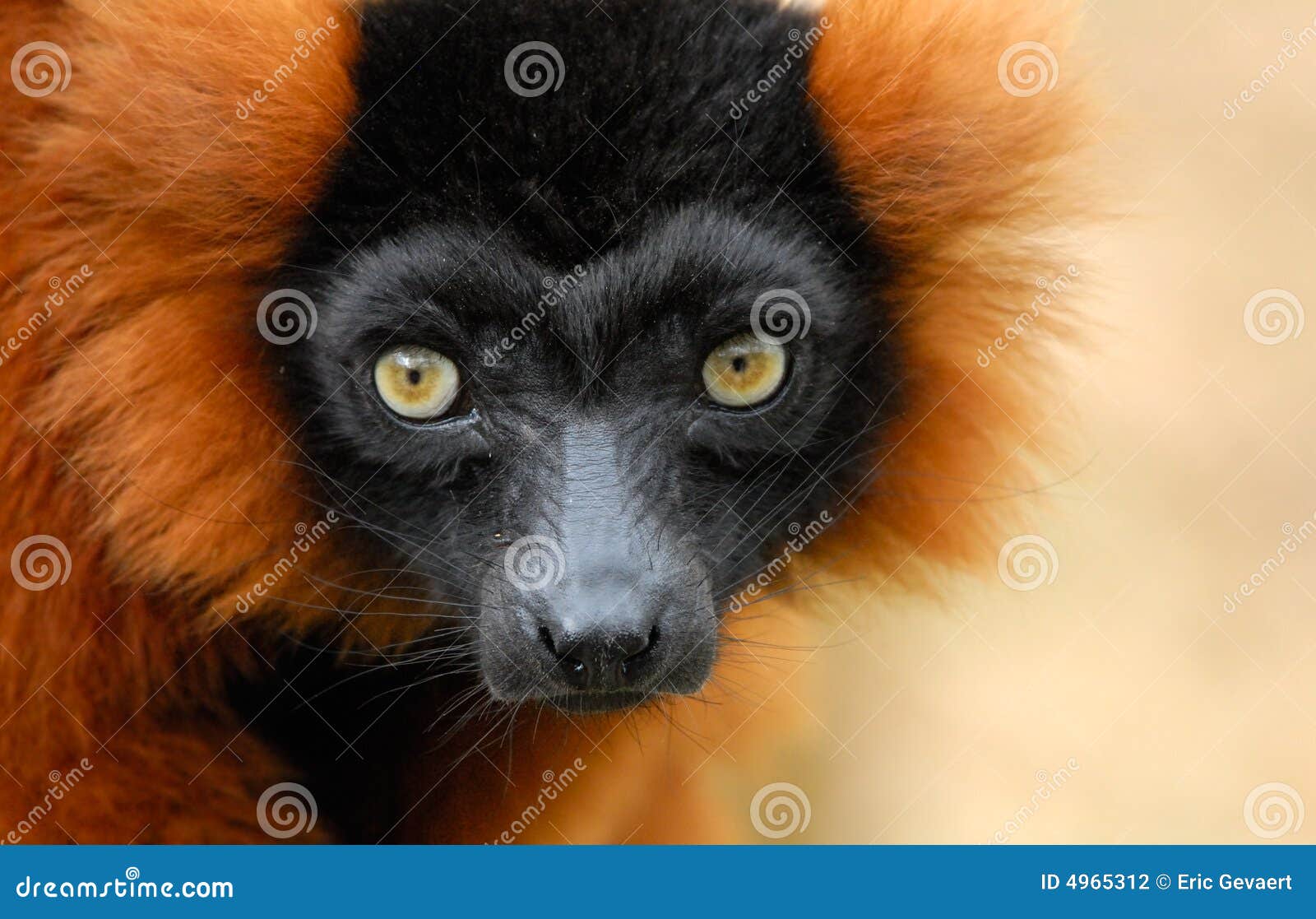 Red ruffed lemur stock photo. Image of primate, exotic - 4965312