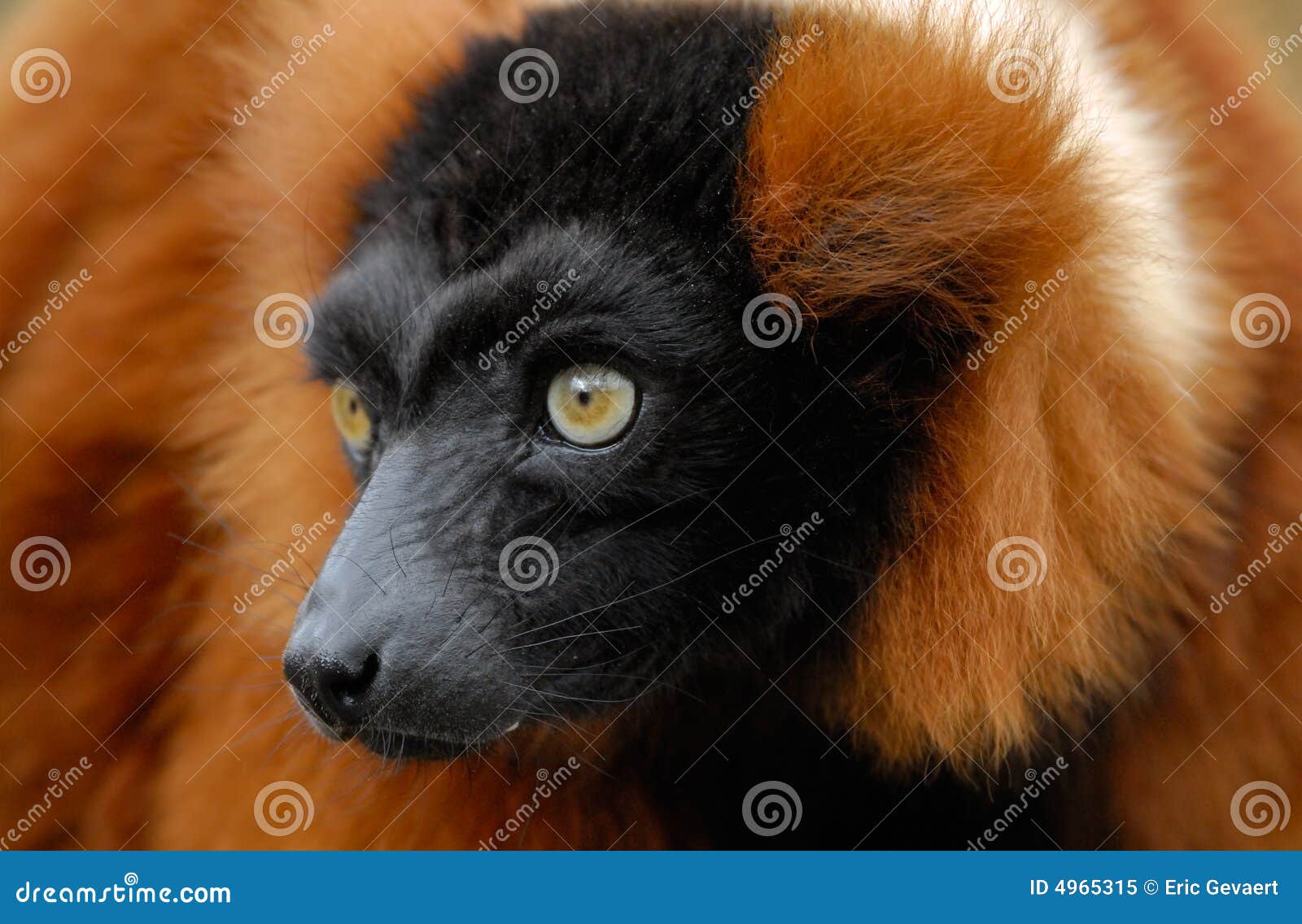 Red ruffed lemur stock image. Image of primate, front - 4965315