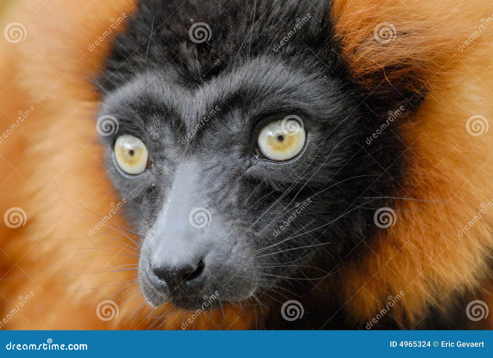 Red ruffed lemur stock photo. Image of varecia, rubra - 4965324