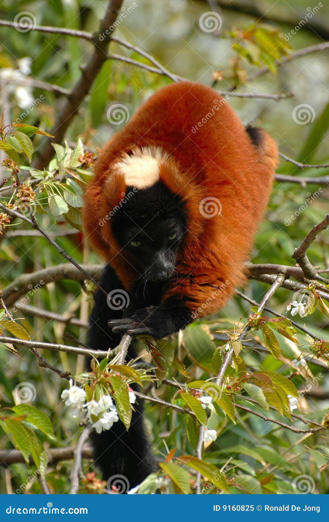Red ruffed Lemur stock image. Image of aliawan, outdoor - 9160825