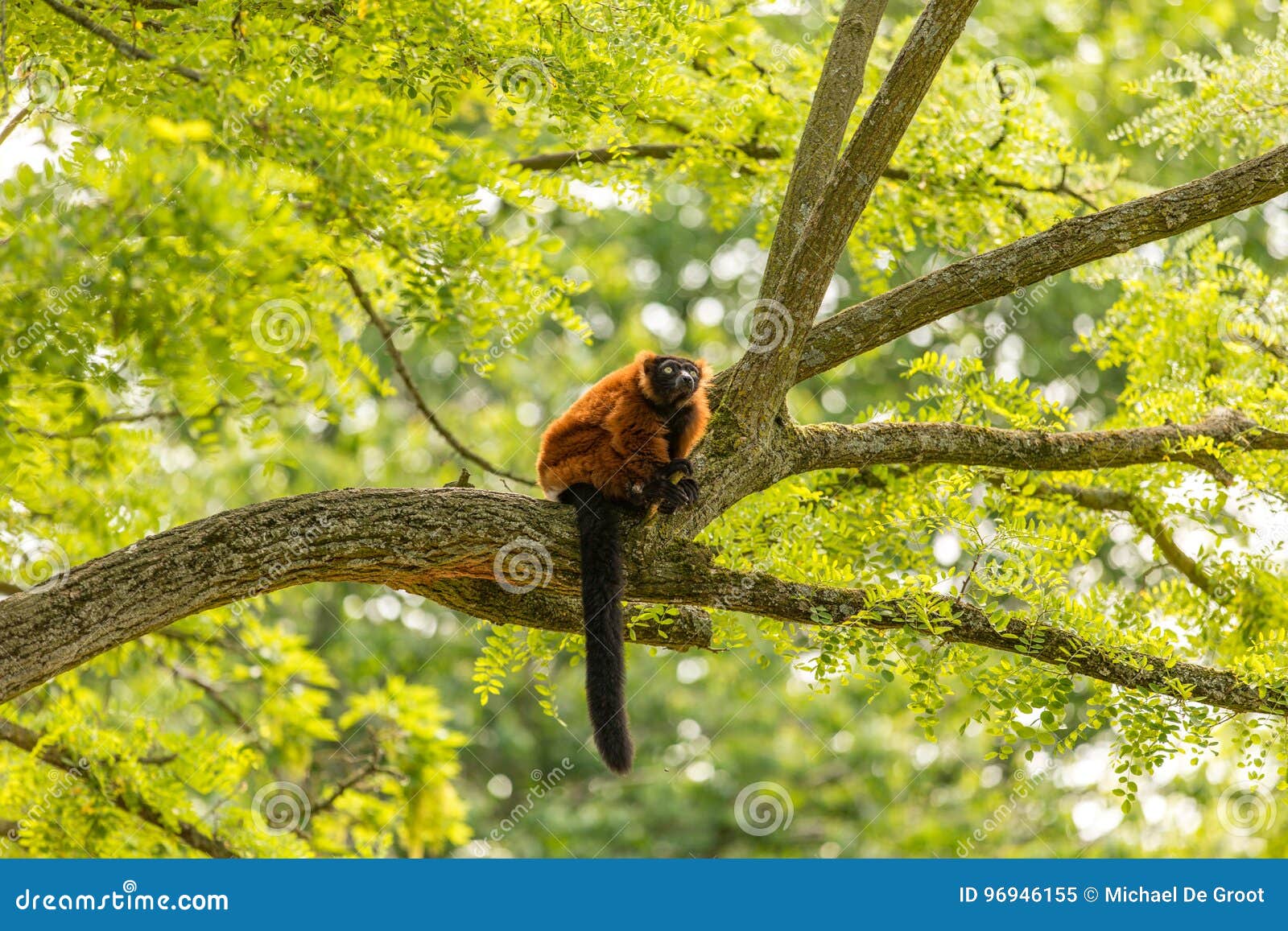 A Red Ruffed Lemur in the Artis Zoo in Amsterdam. Stock Image - Image ...