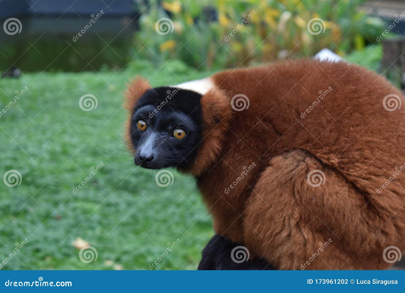 Red ruffed lemur stock photo. Image of life, africa - 173961202