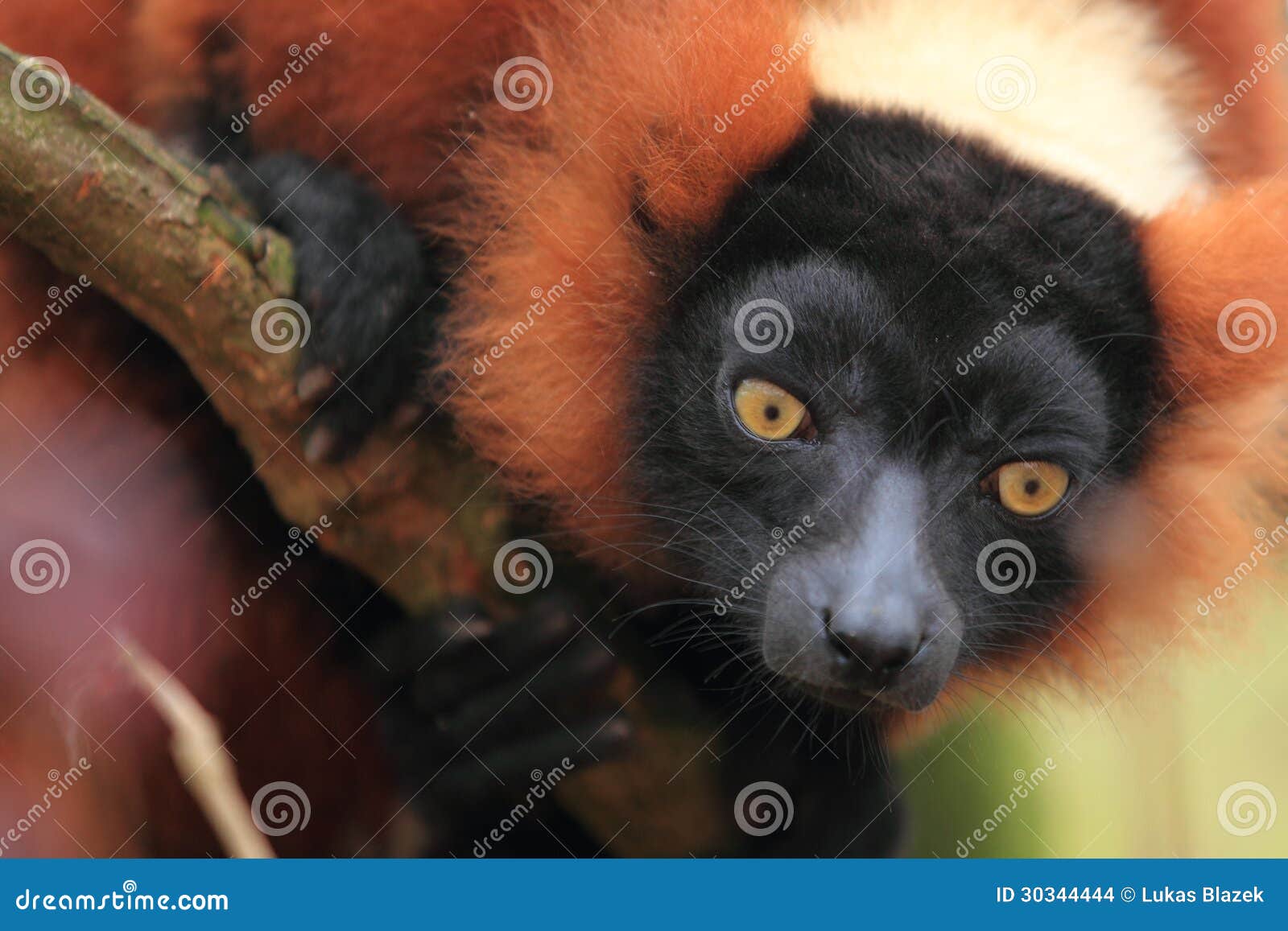 Red ruffed lemur stock photo. Image of rubra, varecia - 30344444