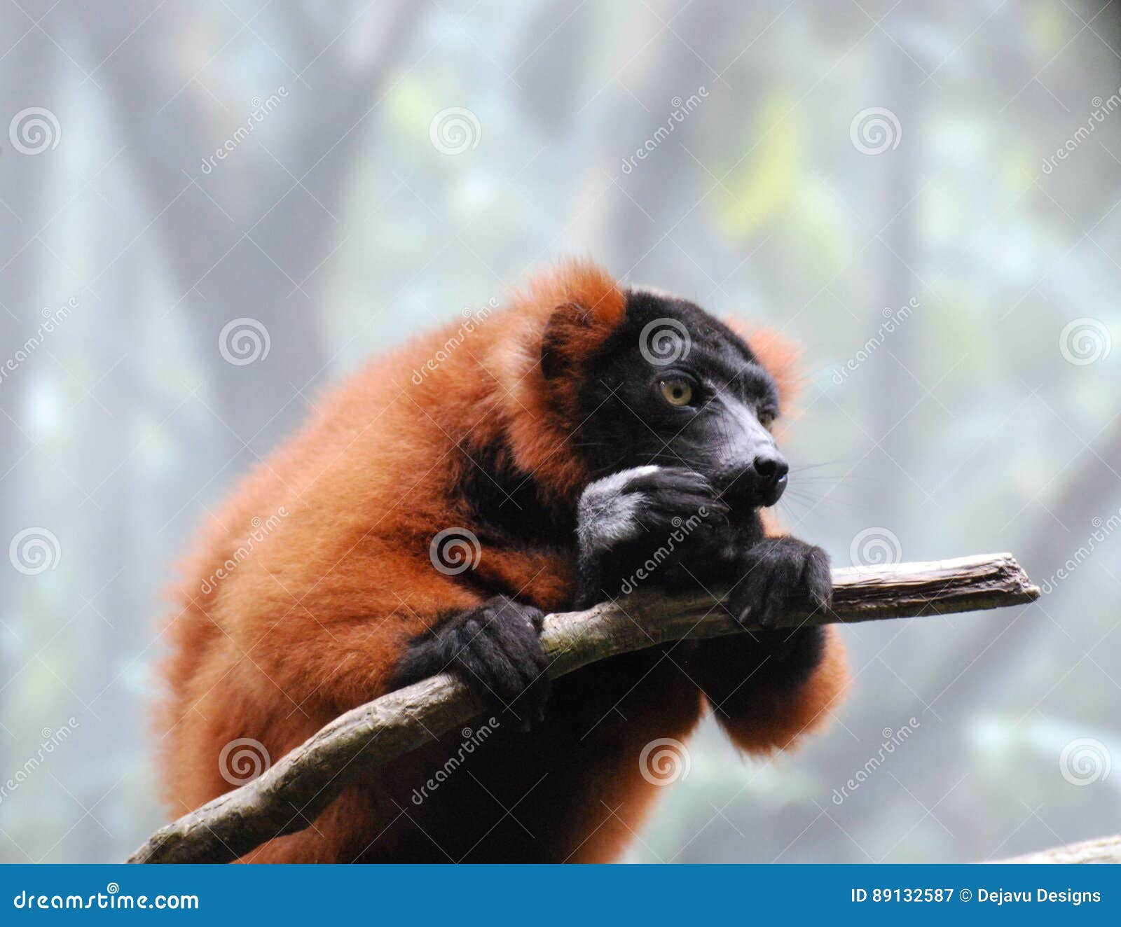 Red Ruffed Lemur Eating on a Tree Branch Stock Image - Image of ruffed ...