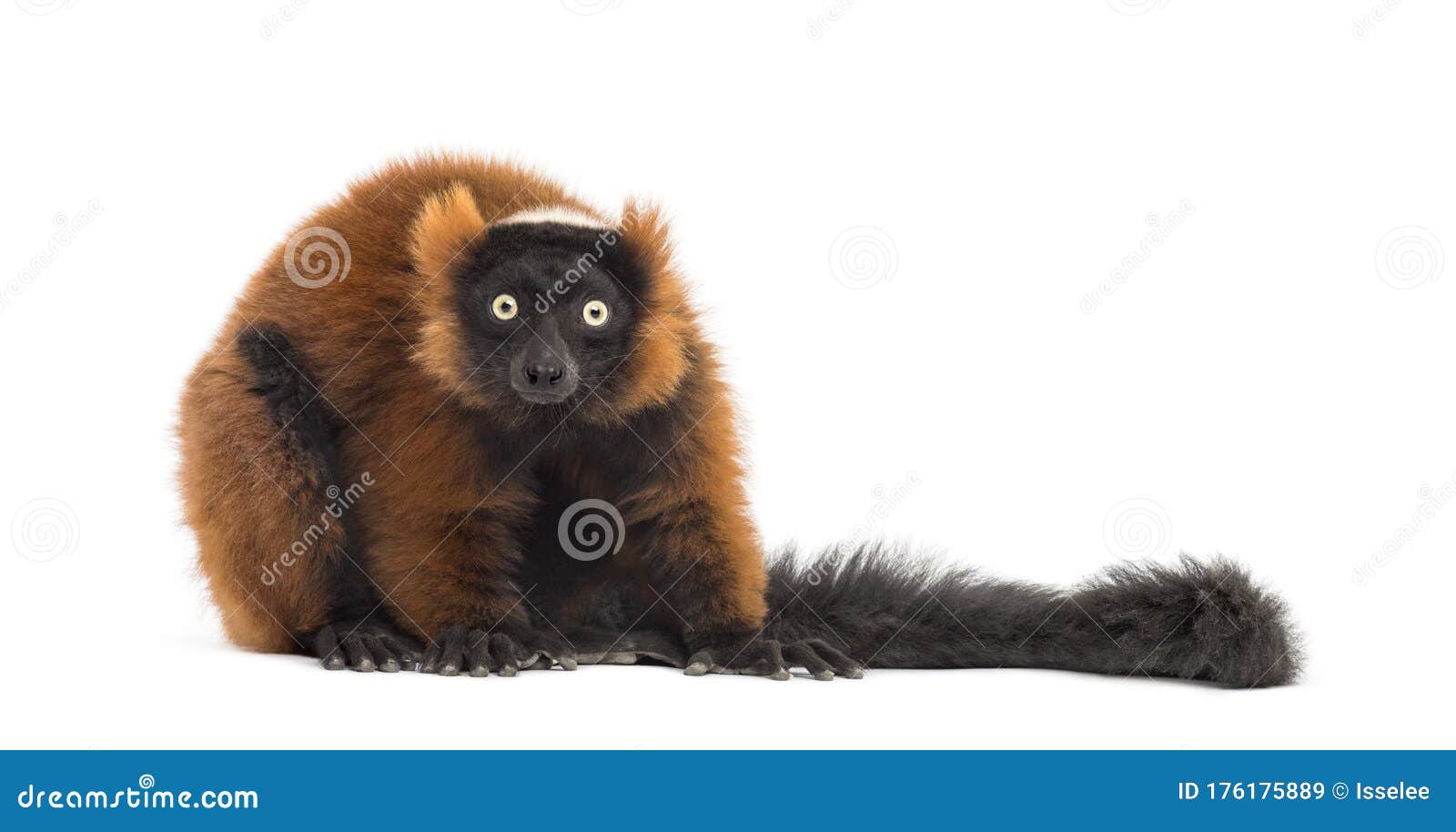 Red Ruffed Lemur Looking at the Camera, Isolated Stock Image - Image of ...