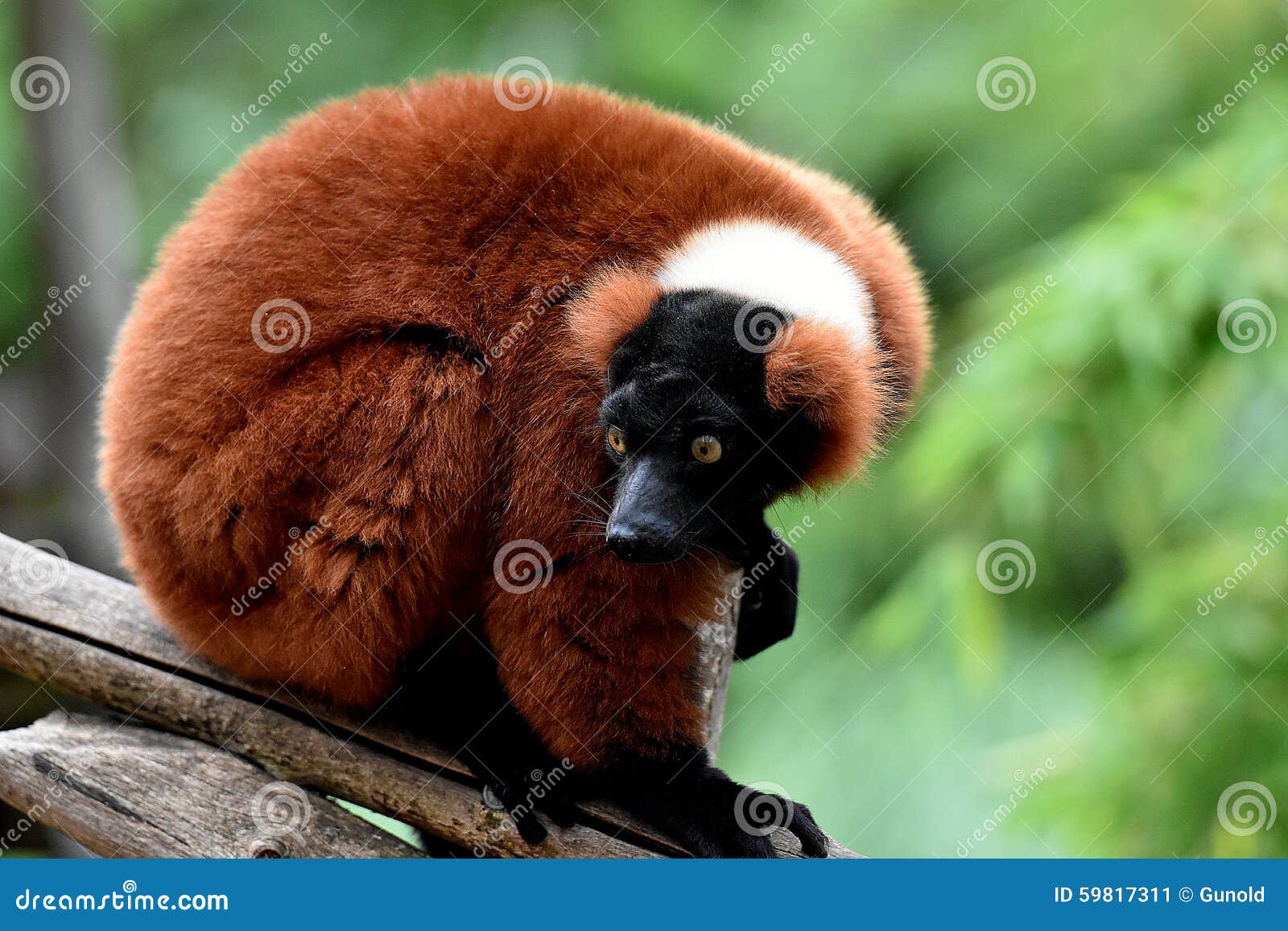 Red ruffed lemur. stock image. Image of attention, rain - 59817311