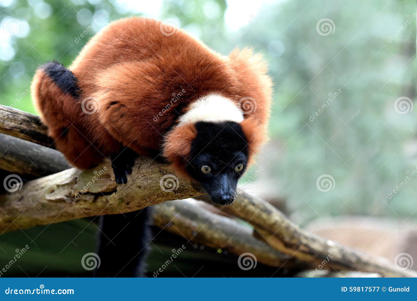Red ruffed lemur. stock image. Image of madagascar, rare - 59817577