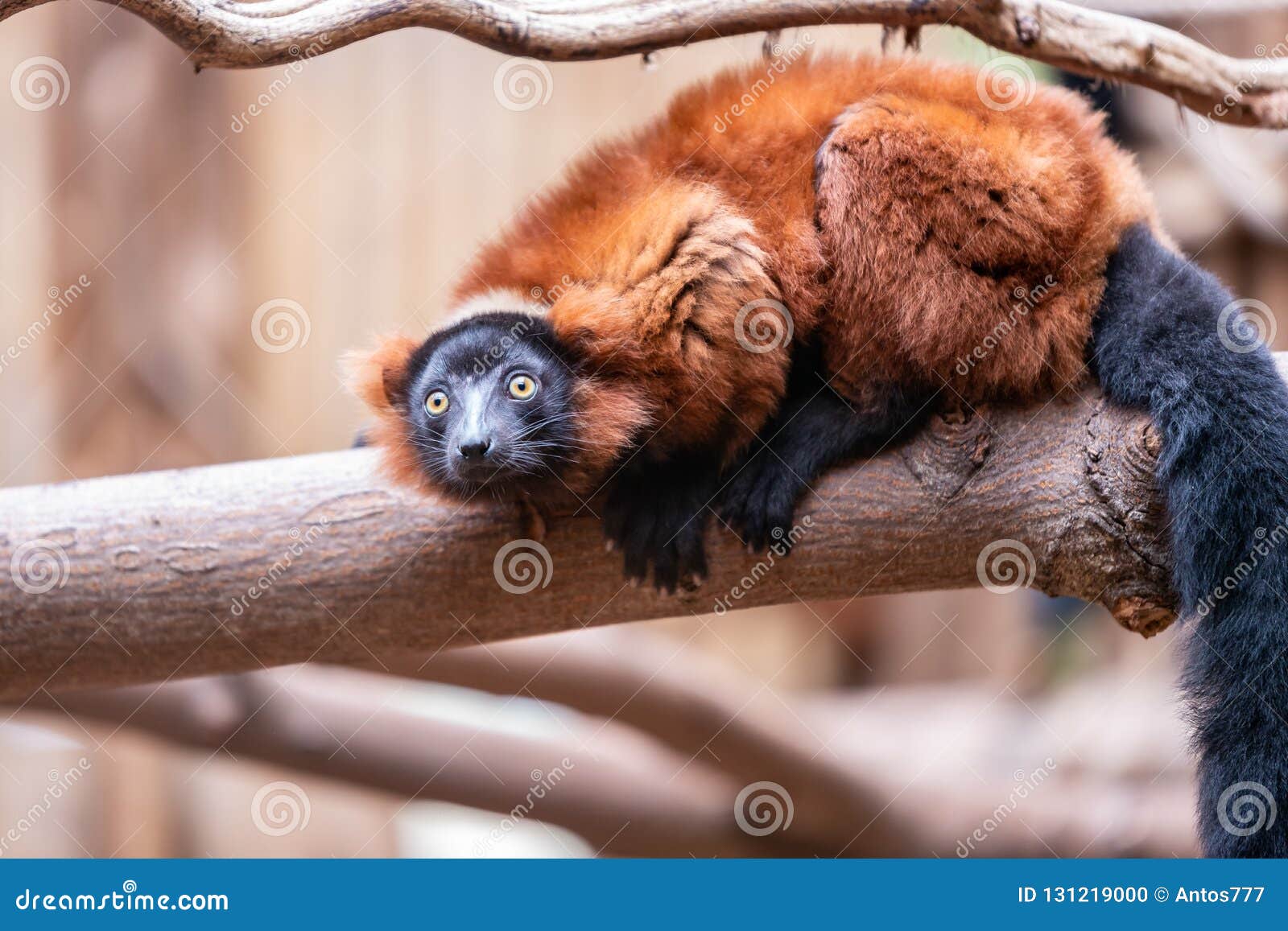 Red ruffed lemur stock photo. Image of fluffy, lemurs - 131219000