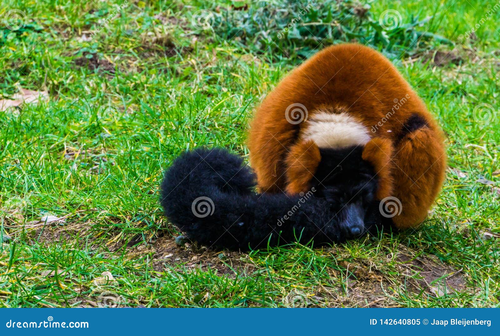 Red Ruffed Lemur Monkey Sleeping in the Grass, Adorable Portrait of a ...