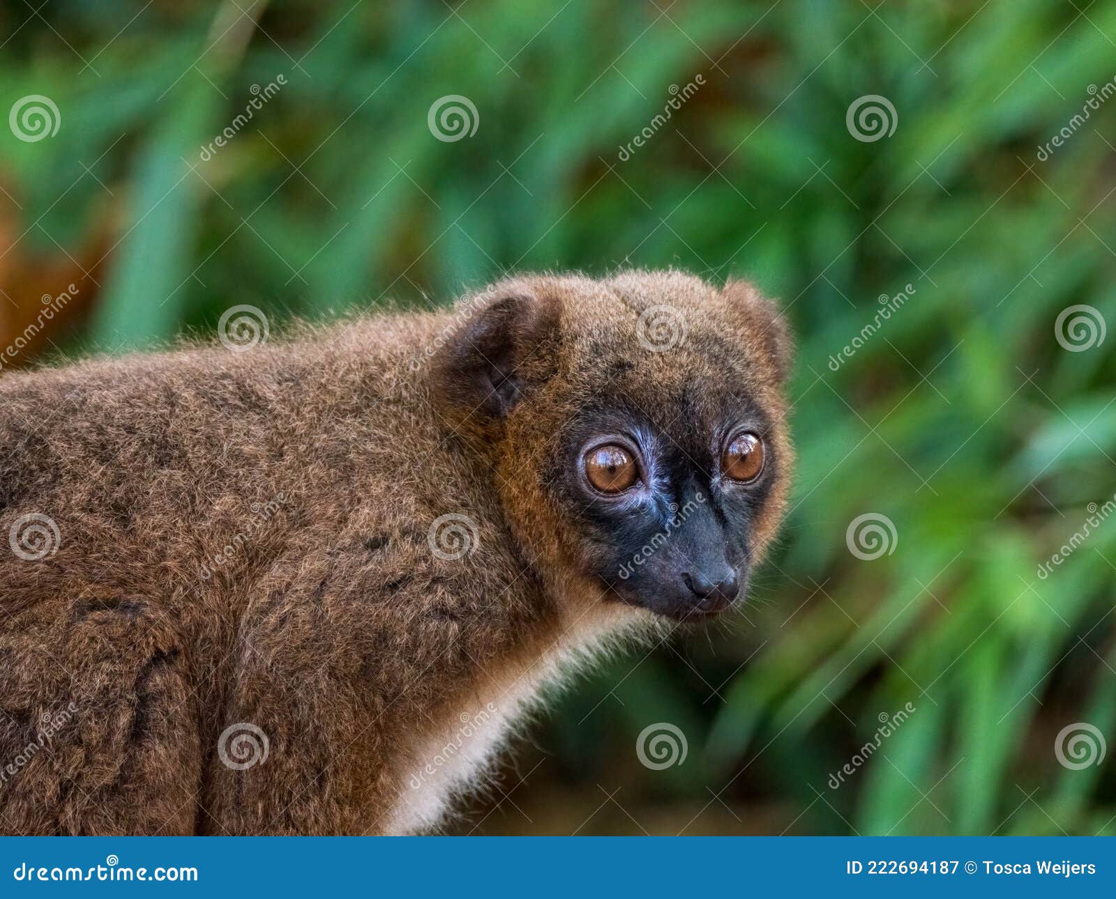 Red Ruffed Lemur Monkey Staring Stock Image - Image of mammal, monkey ...