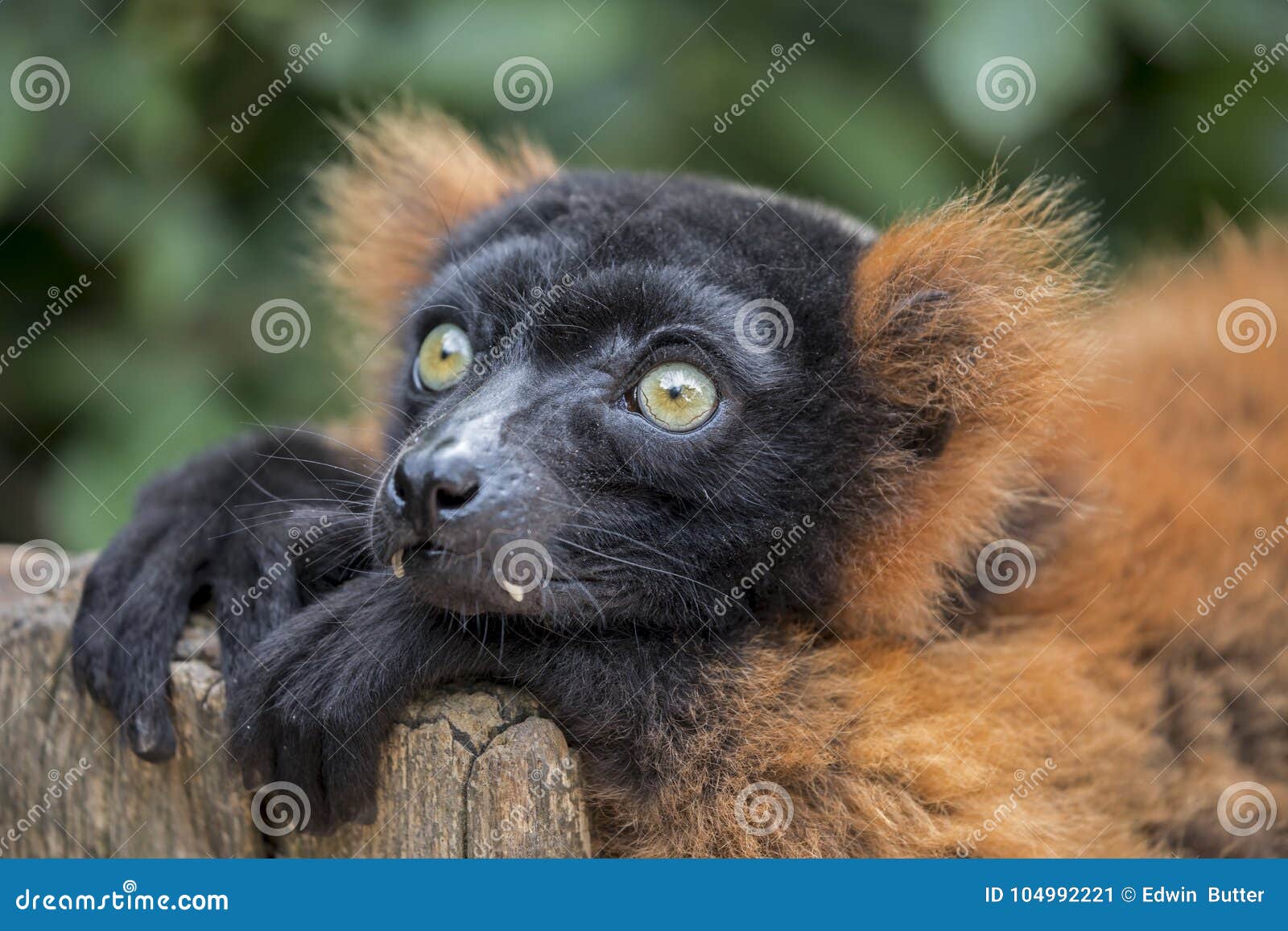 Red ruffed lemur stock image. Image of background, beautiful - 104992221