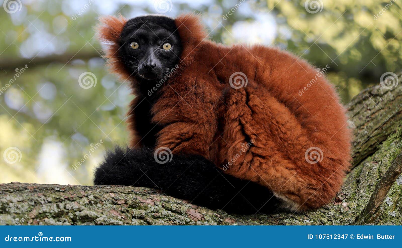 Red-ruffed lemur stock image. Image of beautiful, colors - 107512347