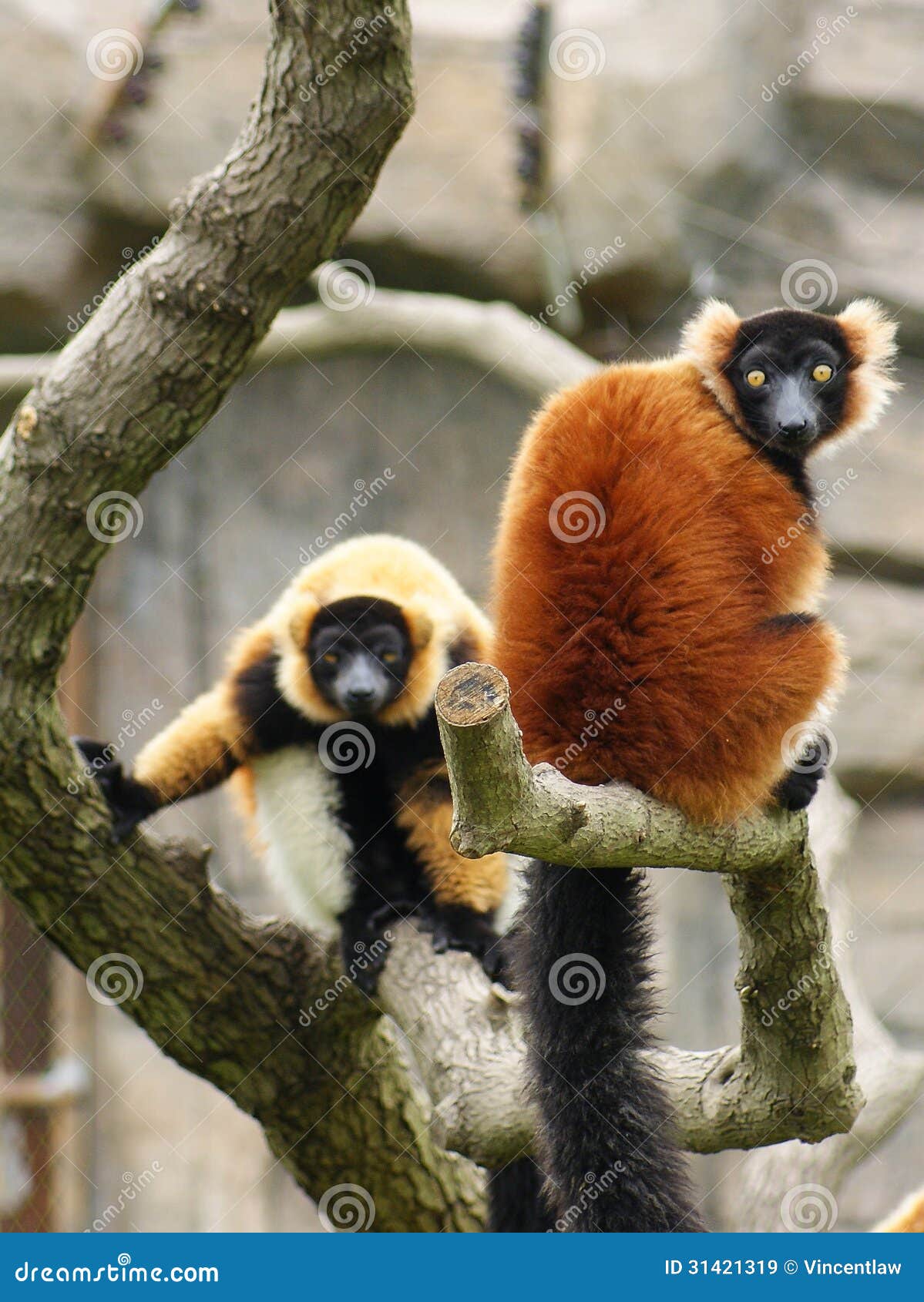 Red-Ruffed Lemur stock image. Image of lemur, pair, varecia - 31421319