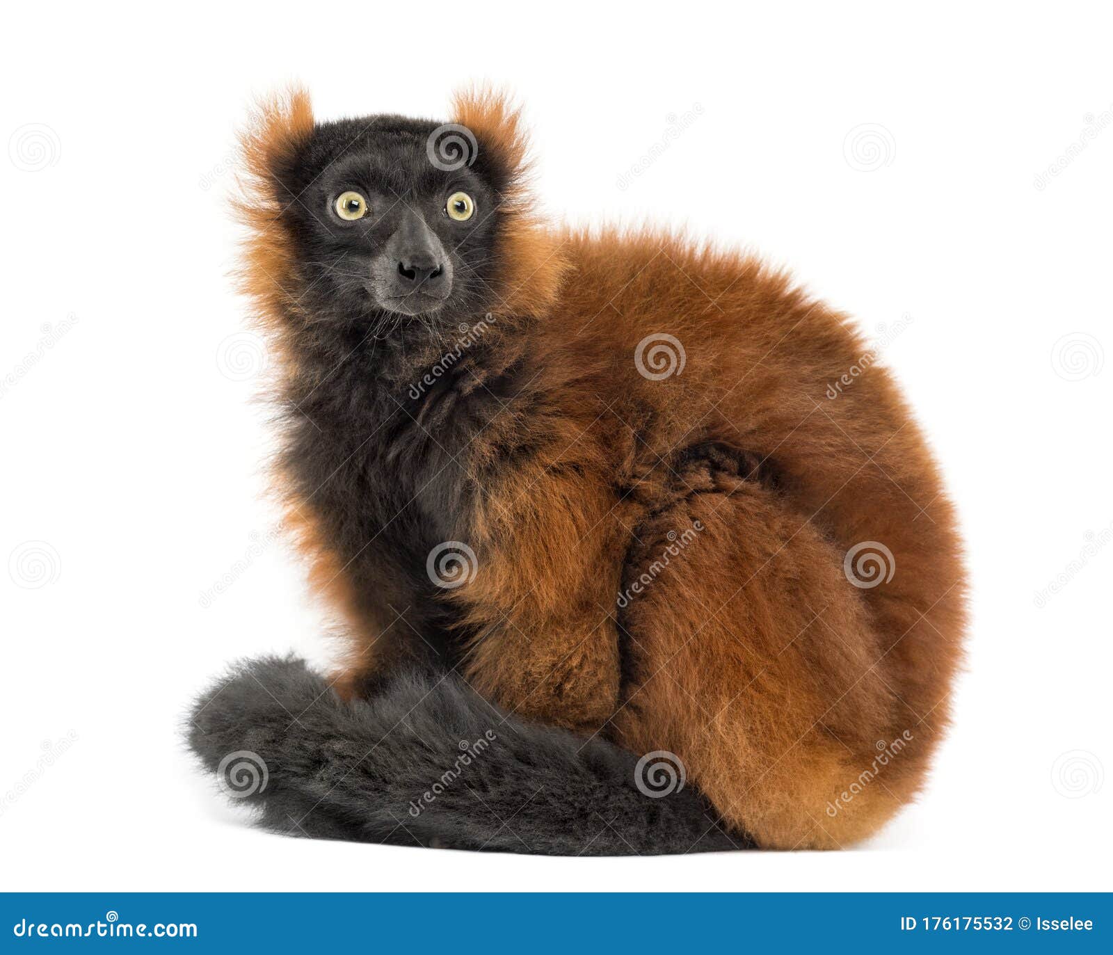 Red Ruffed Lemur Sitting, Isolated Stock Photo - Image of cute ...