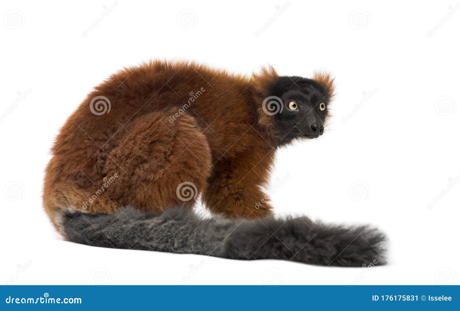 Red Ruffed Lemur Sitting, Isolated Stock Image - Image of primate, true ...