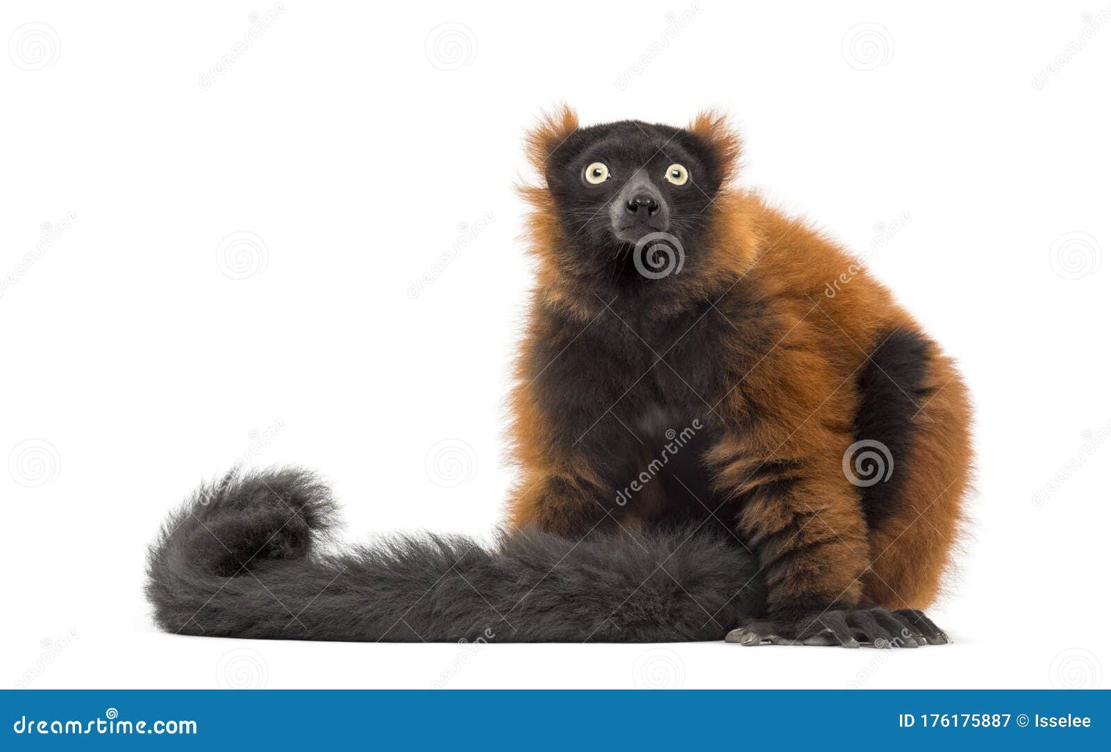 Red Ruffed Lemur Sitting and Looking Up, Isolated Stock Image - Image ...