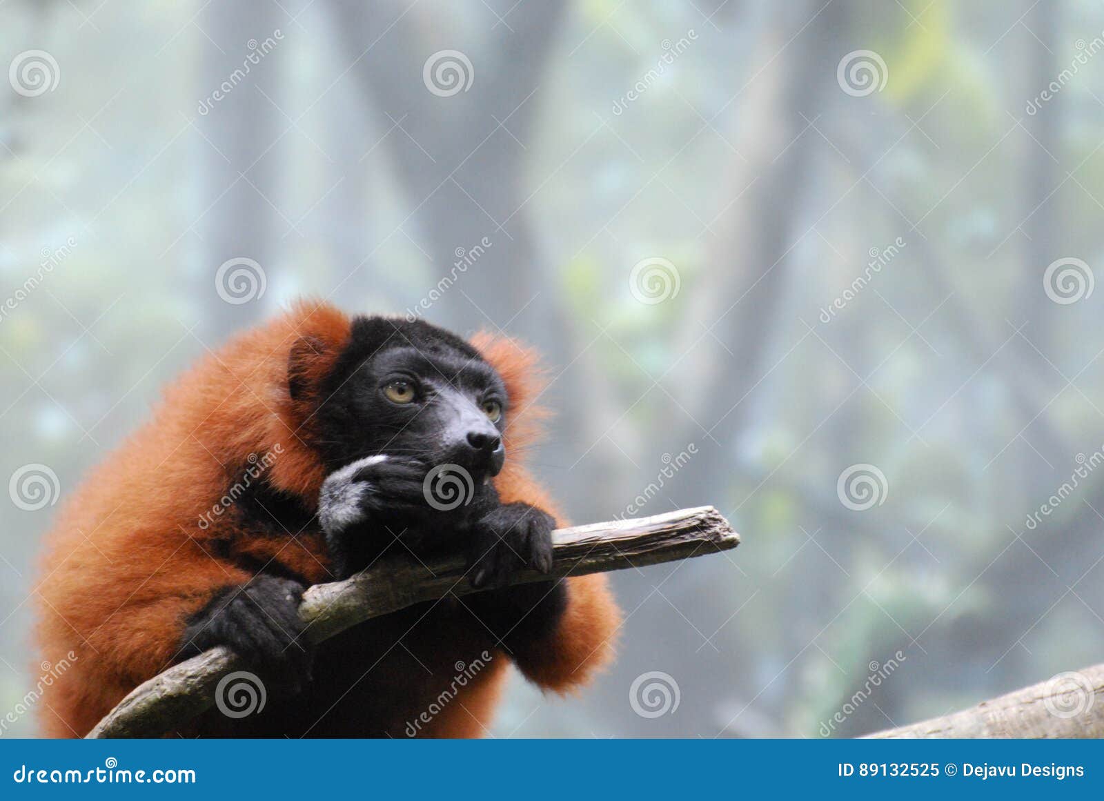 Red Ruffed Lemur Snacking with Sharp Teeth Stock Image - Image of ...