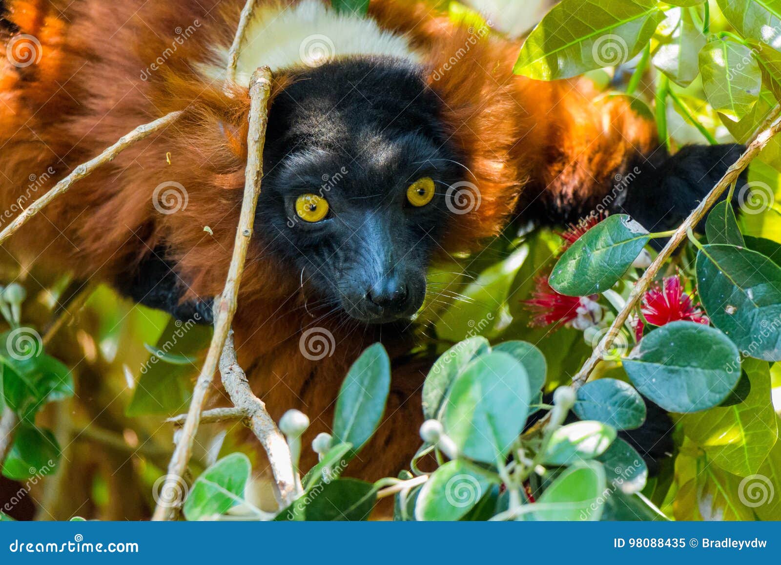 Red ruffed lemur in a tree stock image. Image of green - 98088435