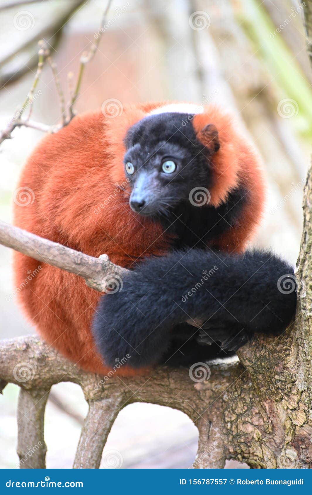 A Red Ruffed Lemur on a Tree Stock Image - Image of animal, wild: 156787557