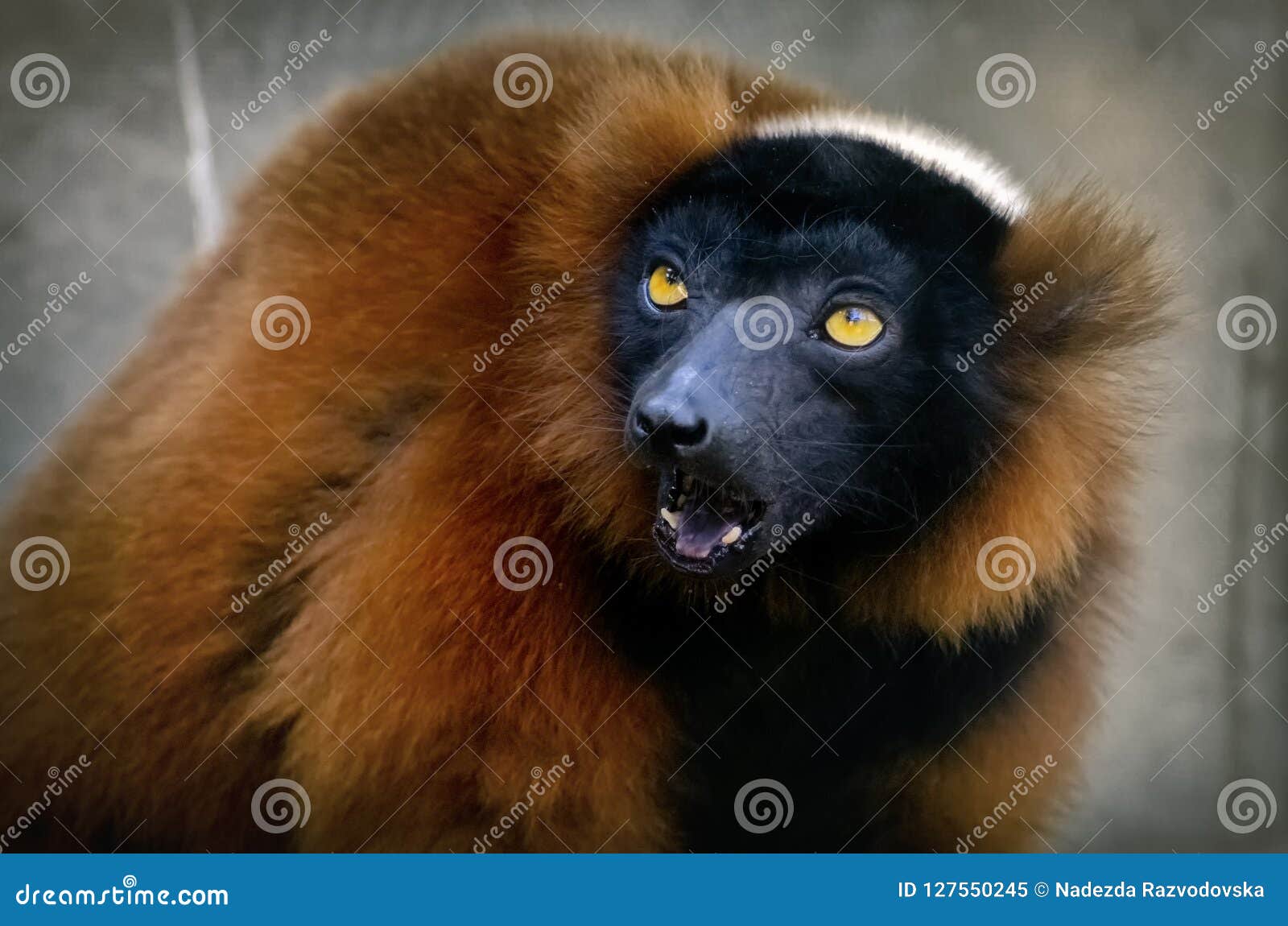 Red ruffed lemur stock image. Image of endangered, mammal - 127550245