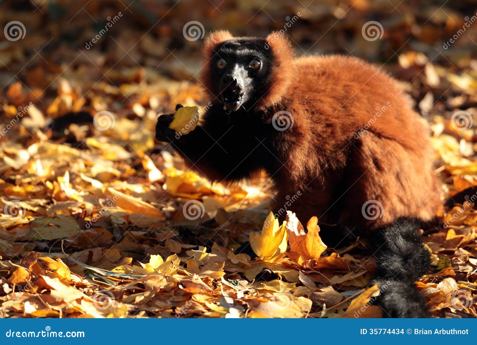 Red ruffed lemur. stock photo. Image of close, wildlife - 35774434