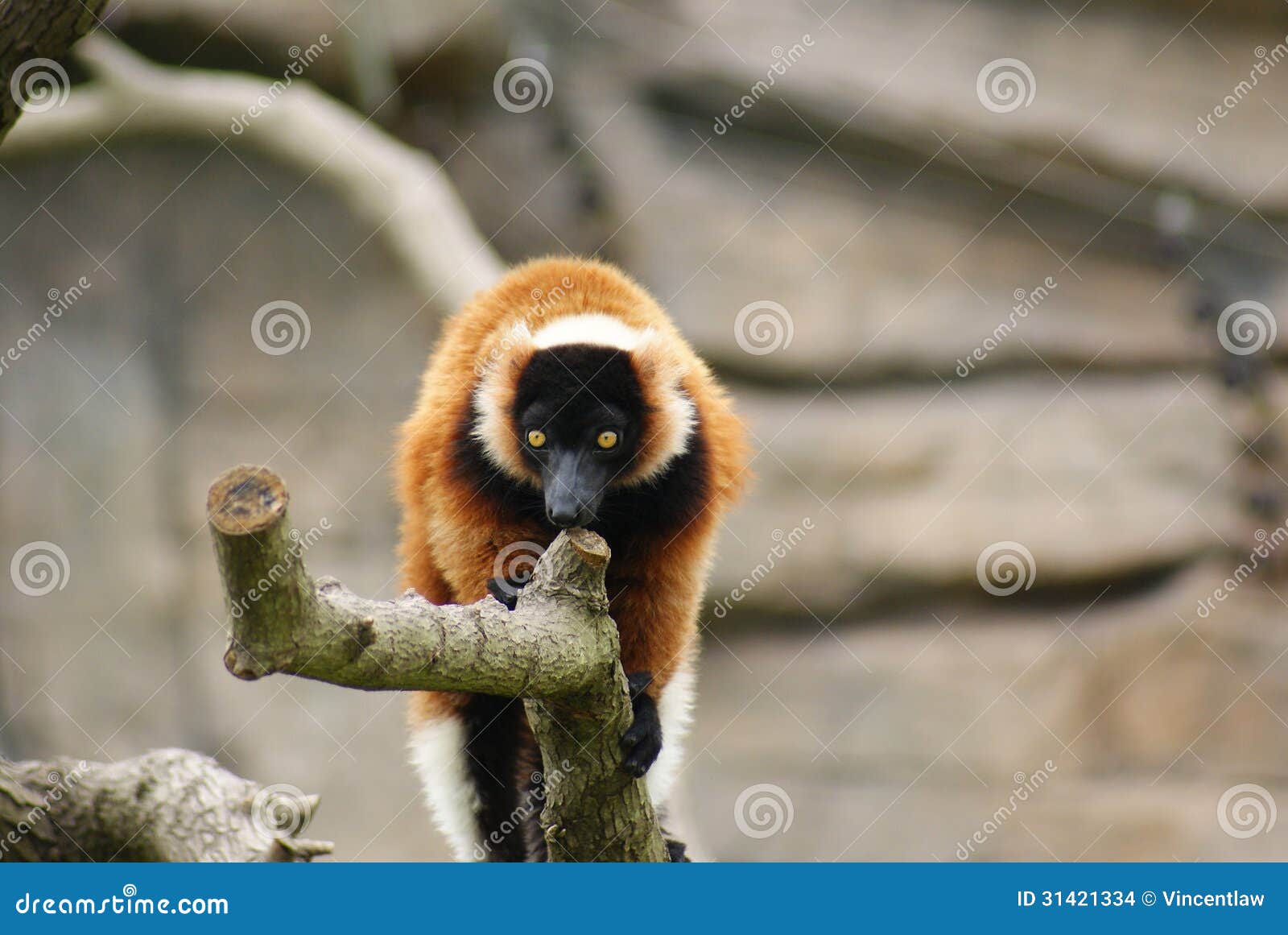 Red-Ruffed Lemur stock photo. Image of lemur, rainforest - 31421334
