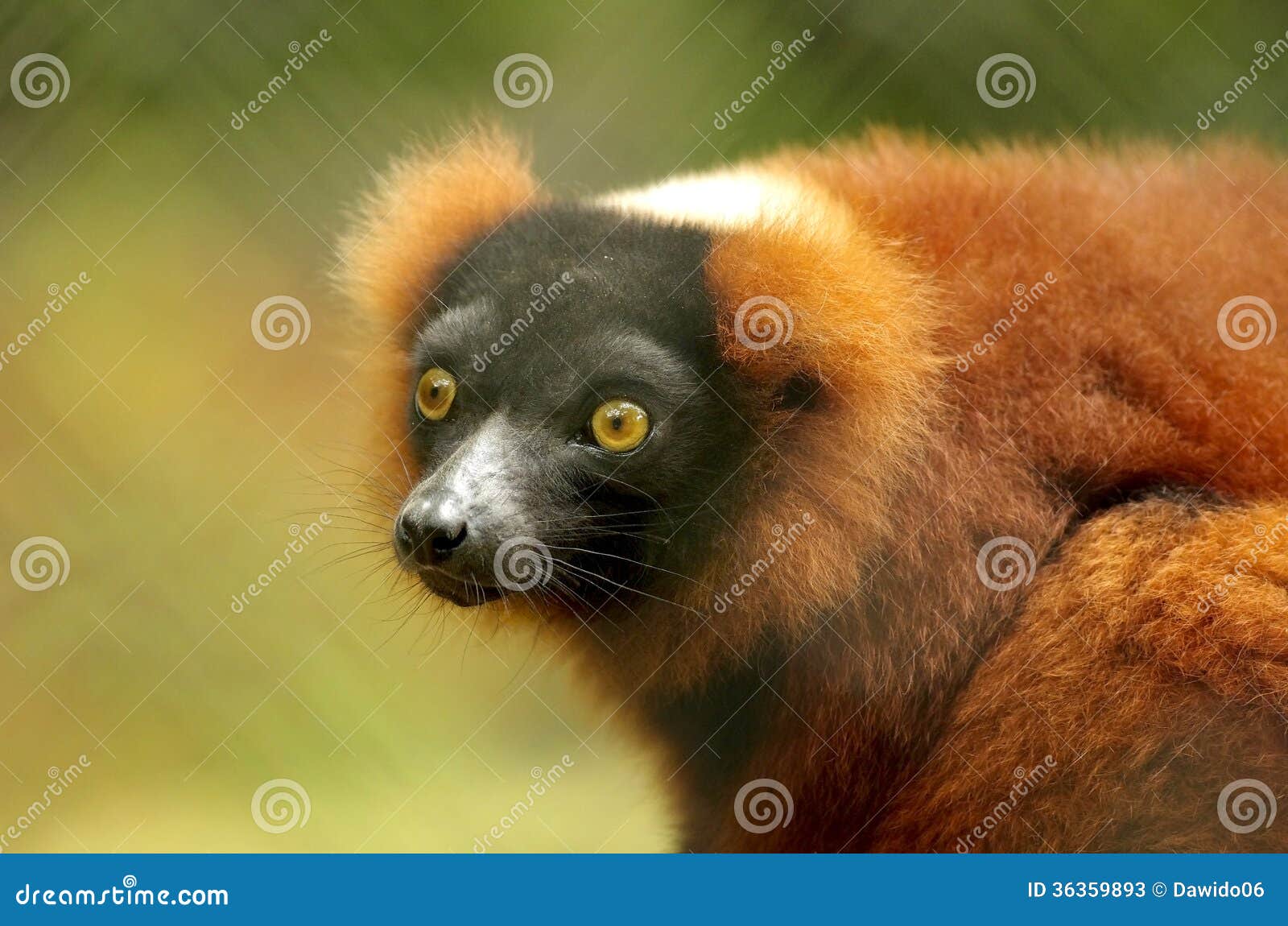 Red Ruffed Lemur stock image. Image of freedom, eyes - 36359893