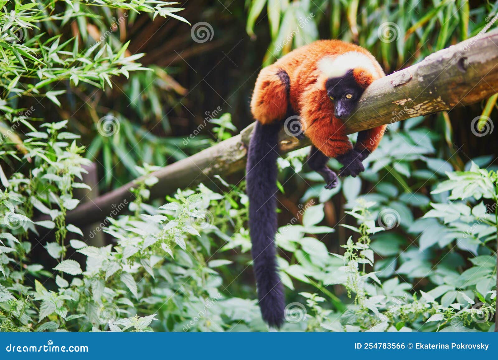 Red Ruffed Lemurs Resting on the Branch Stock Photo - Image of forest ...
