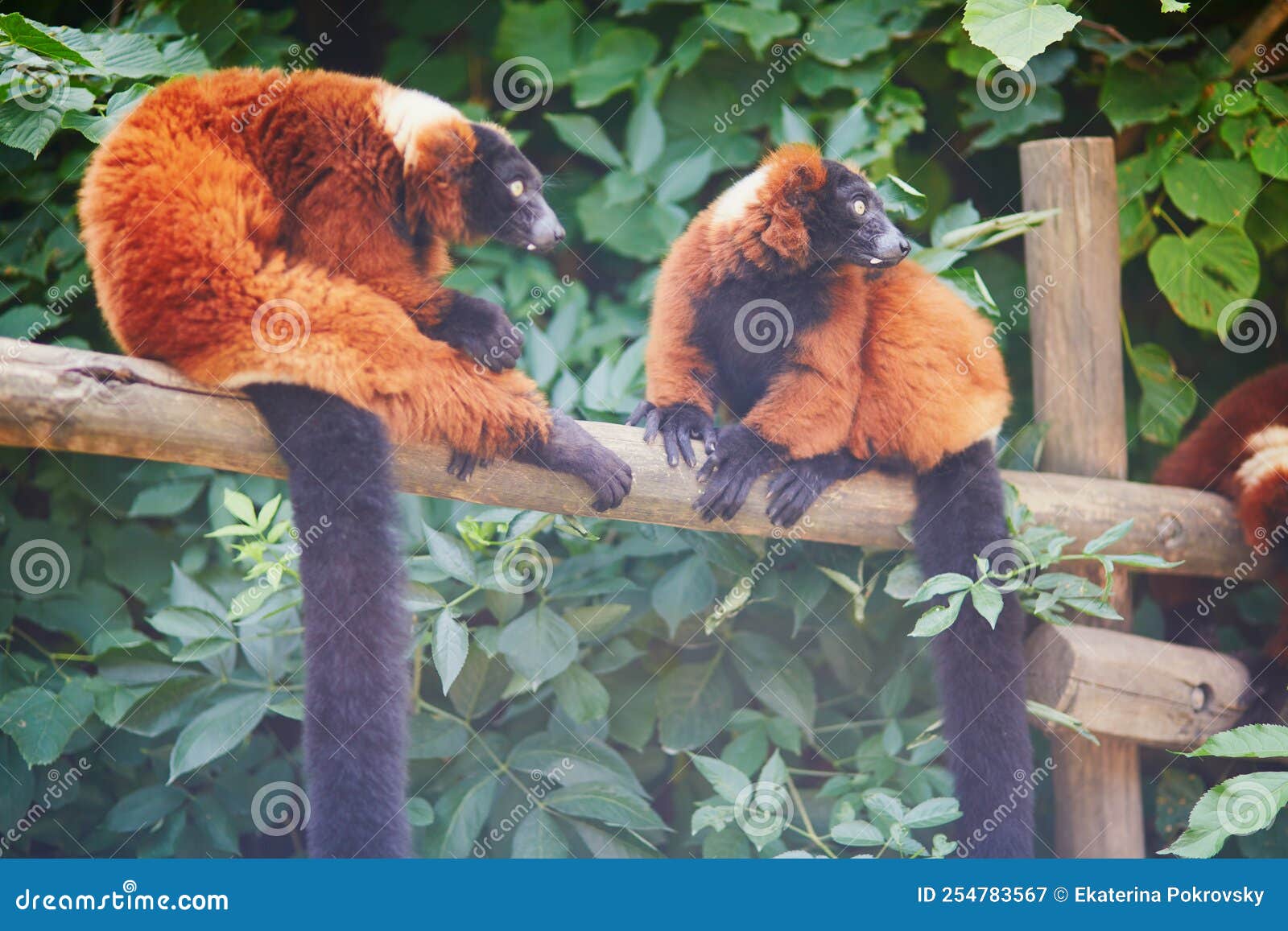 Red Ruffed Lemurs Resting on the Branch Stock Image - Image of tree ...