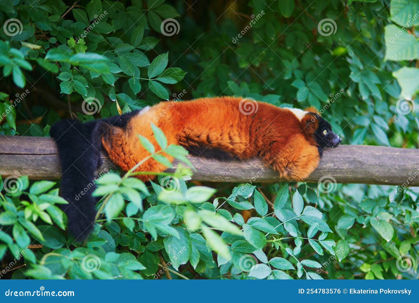 Red Ruffed Lemurs Resting on the Branch Stock Photo - Image of varecia ...