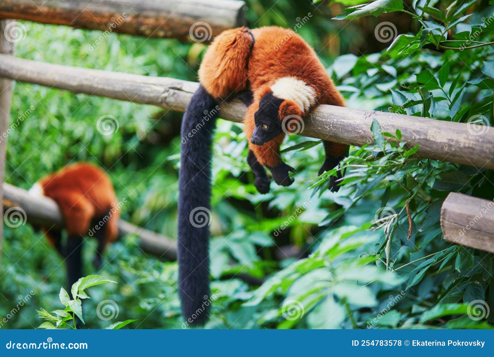 Red Ruffed Lemurs Resting on the Branch Stock Photo - Image of natural ...