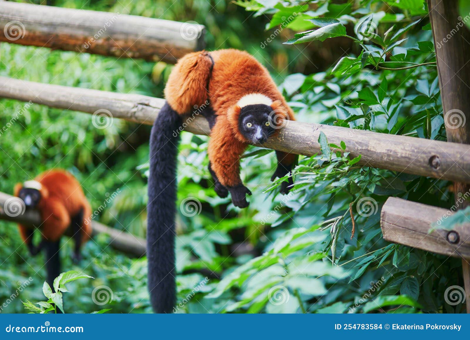 Red Ruffed Lemurs Resting on the Branch Stock Photo - Image of ...