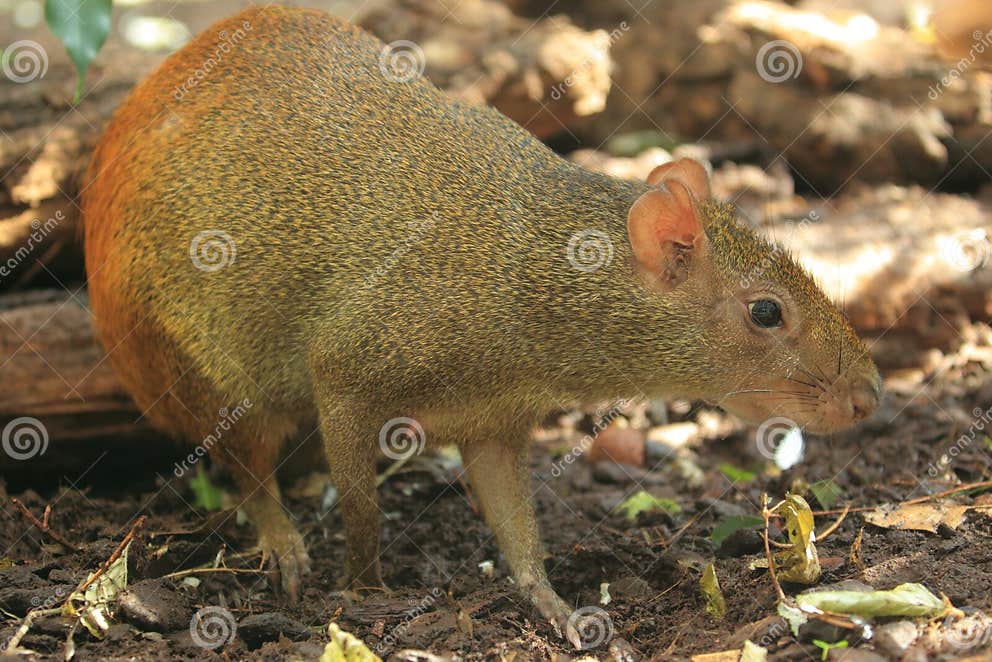 Red-rumped agouti stock photo. Image of leporina, animal - 25662454
