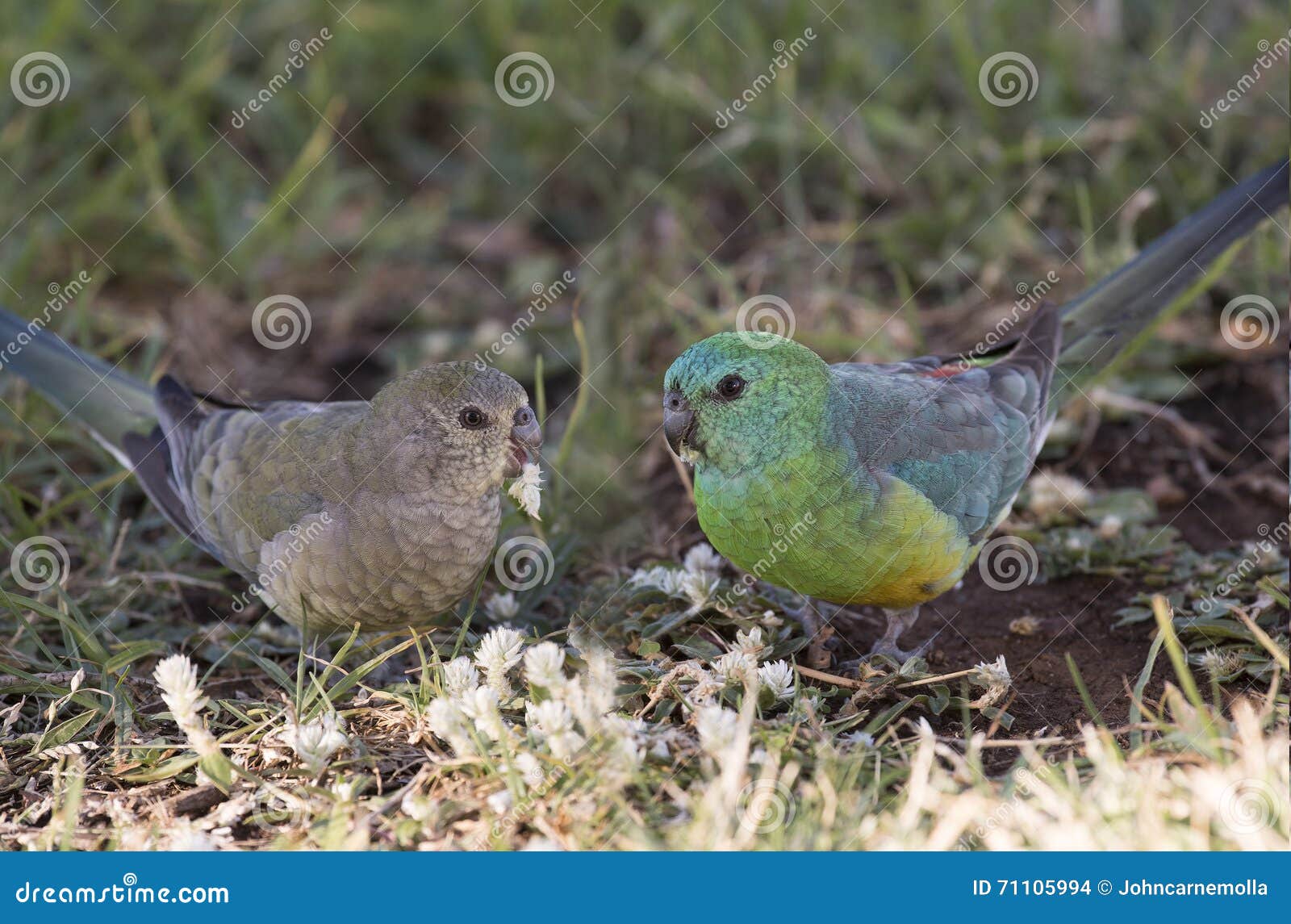 Red rumped parrots stock photo. Image of birds, parrot - 71105994